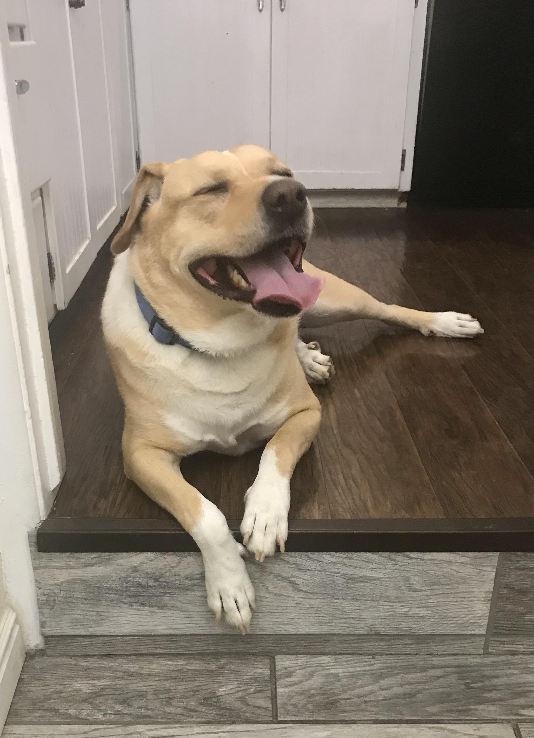 Such a perfect dog! | Scrolller