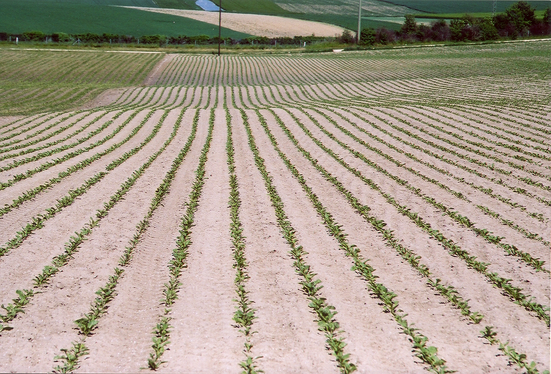Sugar beet field, canton of Bern, Switzerland | Scrolller