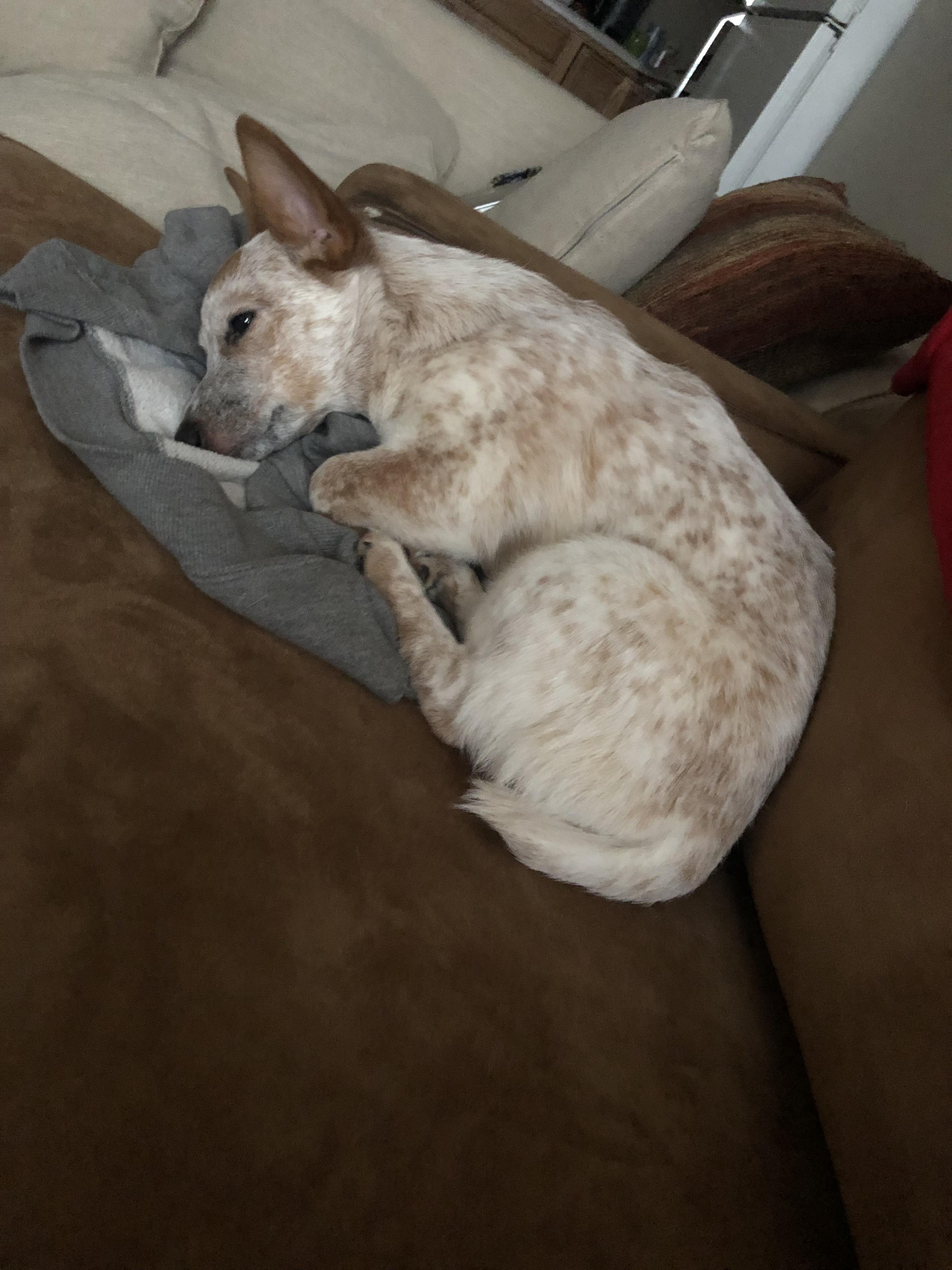 Suki is a sleepy nugget | Scrolller