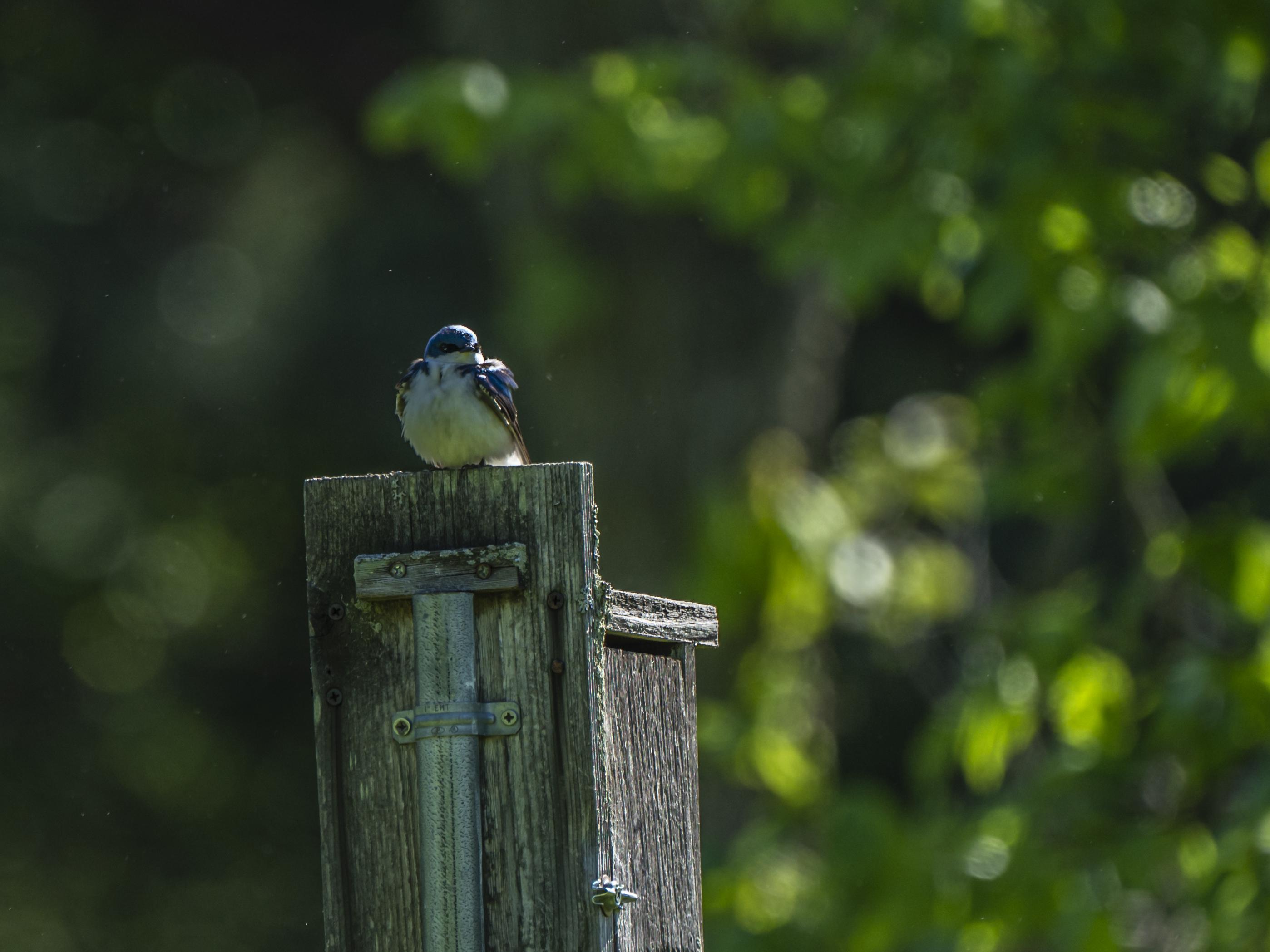 Sun bathing tree swallow | Scrolller