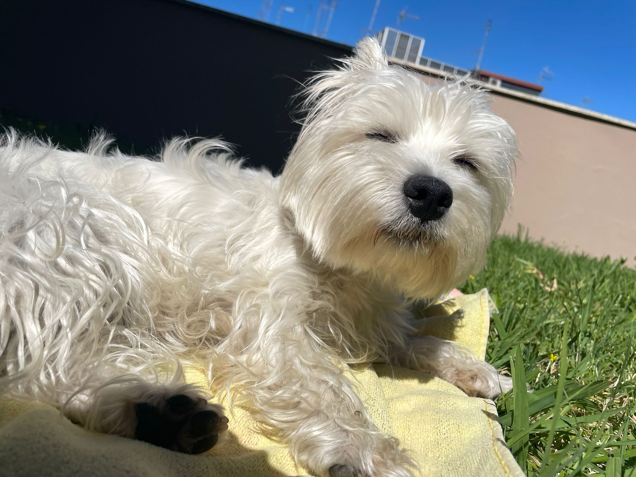 Sunbath for my westie! | Scrolller