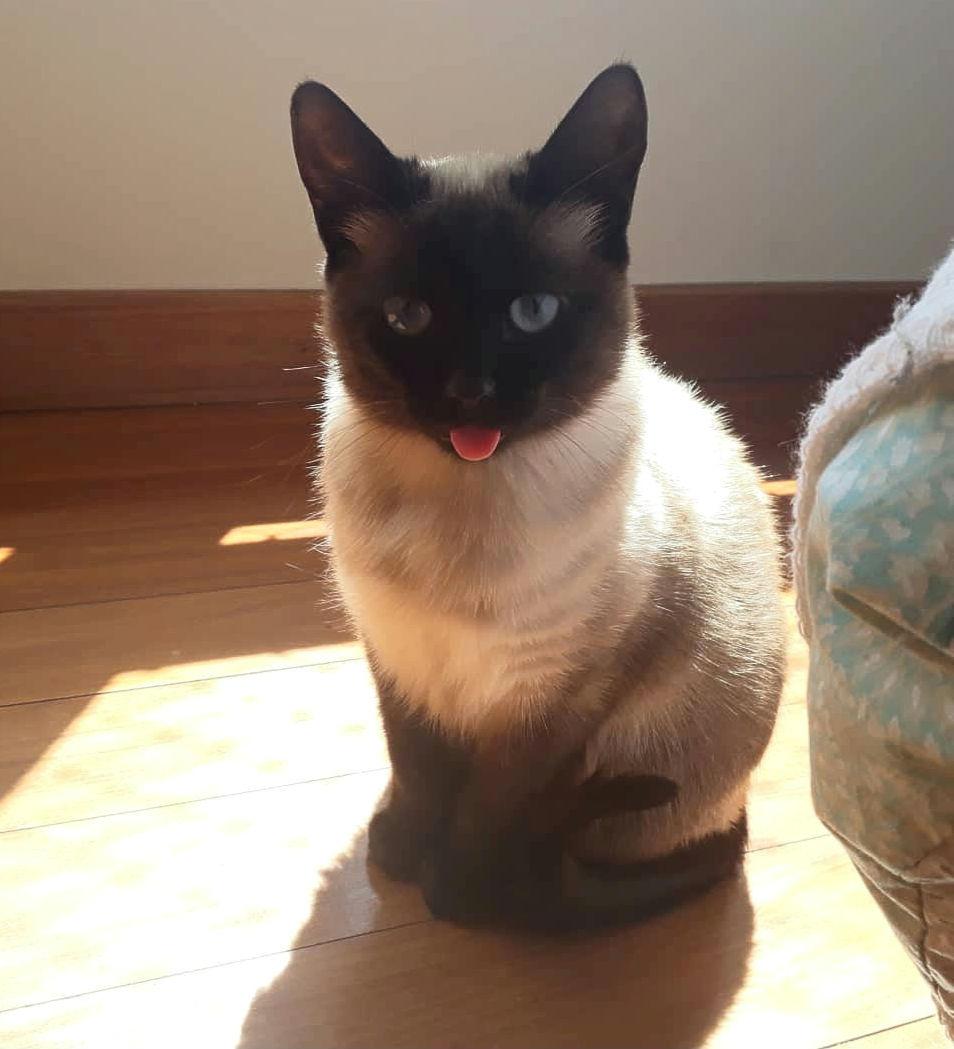 Sunbathing blep | Scrolller