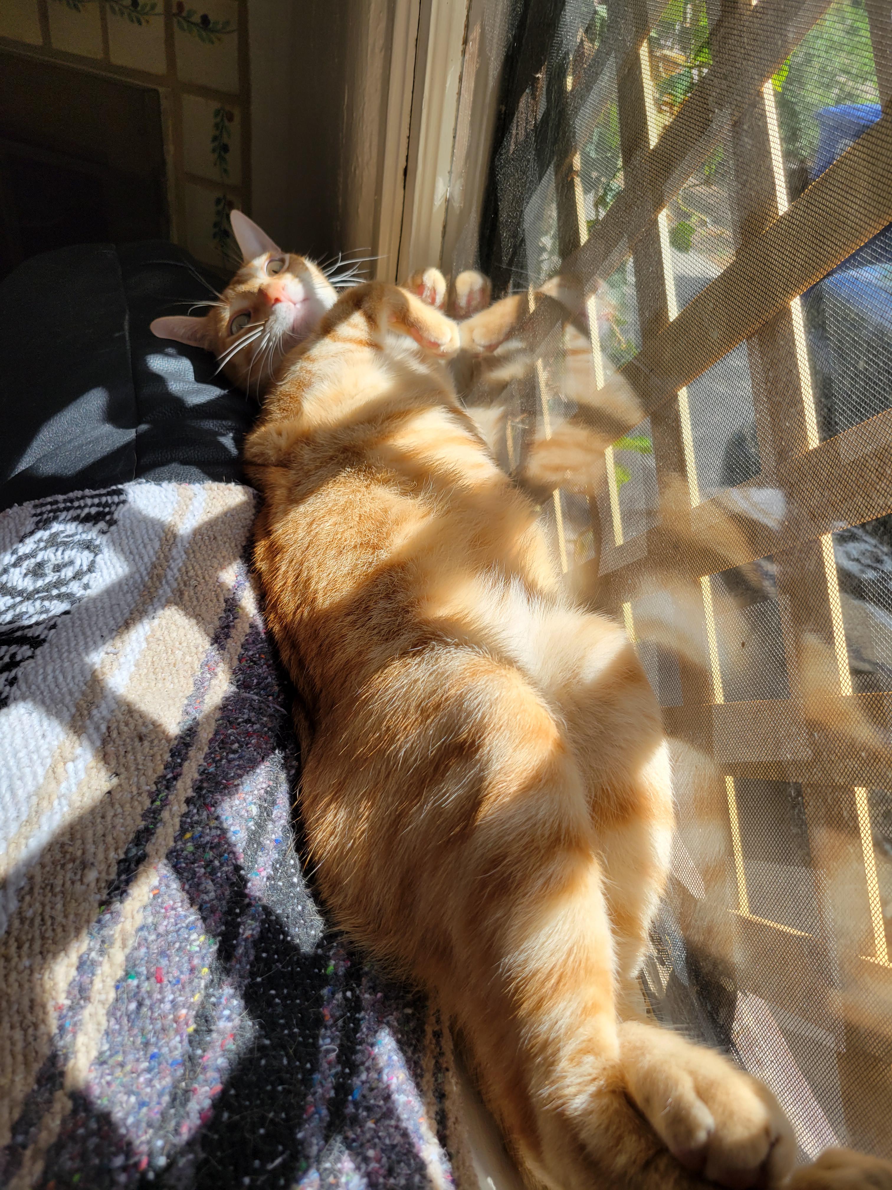 sunbathing that ginger belly | Scrolller