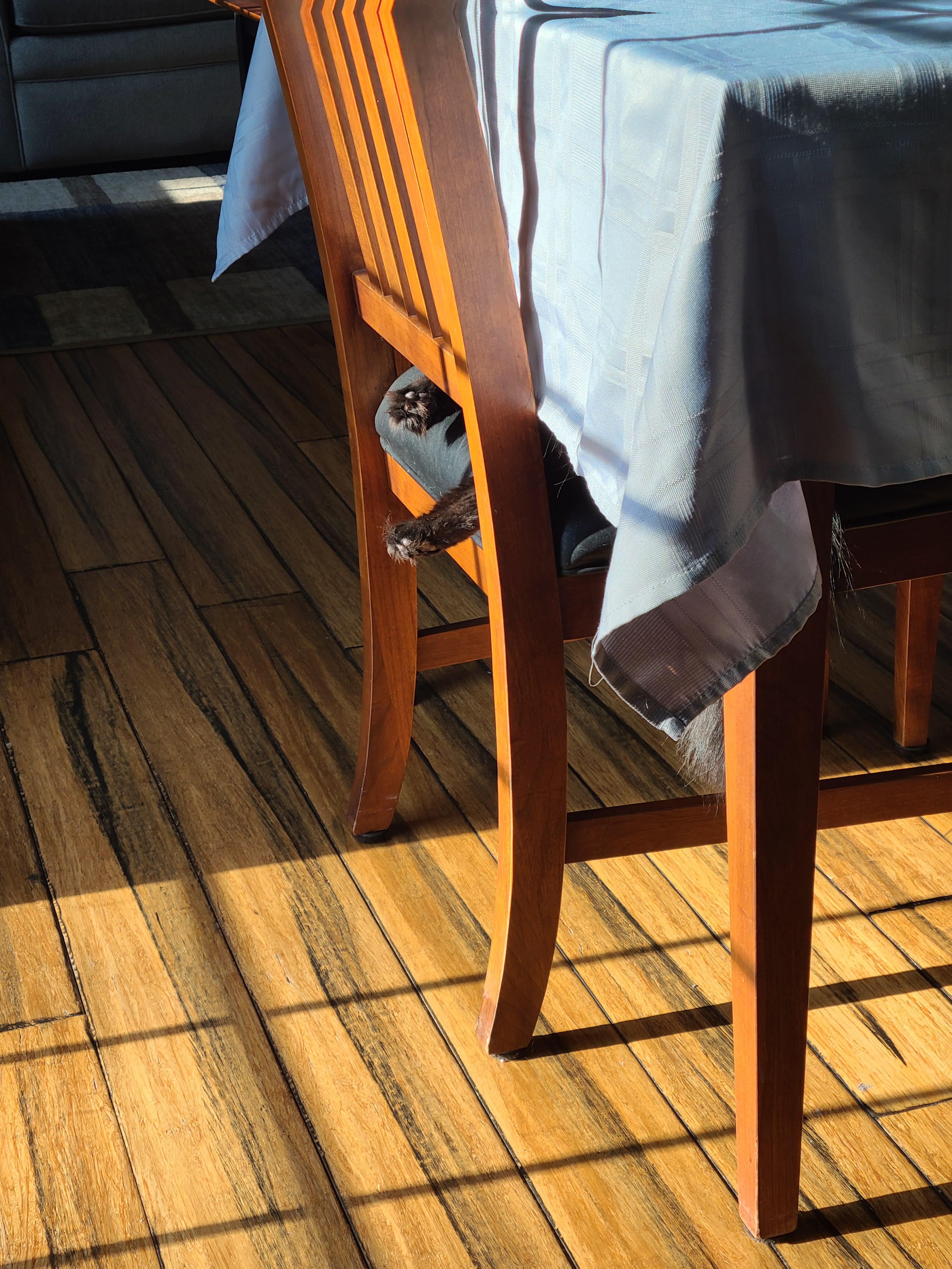 Sunbathing under the dinner table | Scrolller