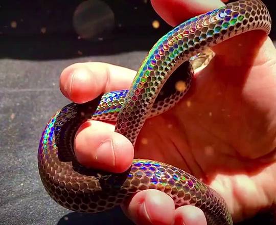 🔥 Sunbeam snake, a highly iridescent semi-aquatic species from Asia 🔥 | Scrolller