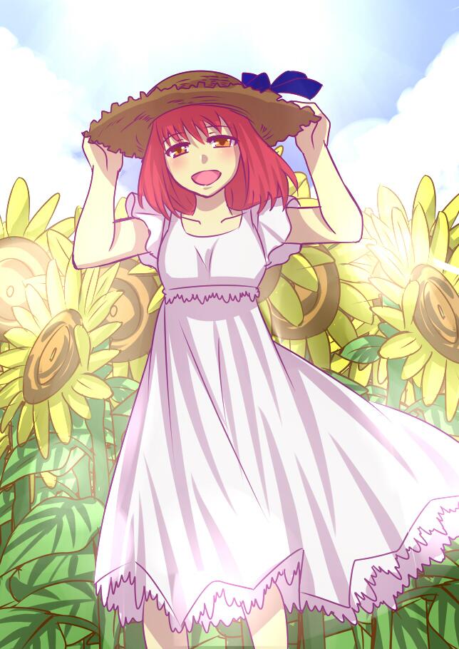 Sunflower field | Scrolller