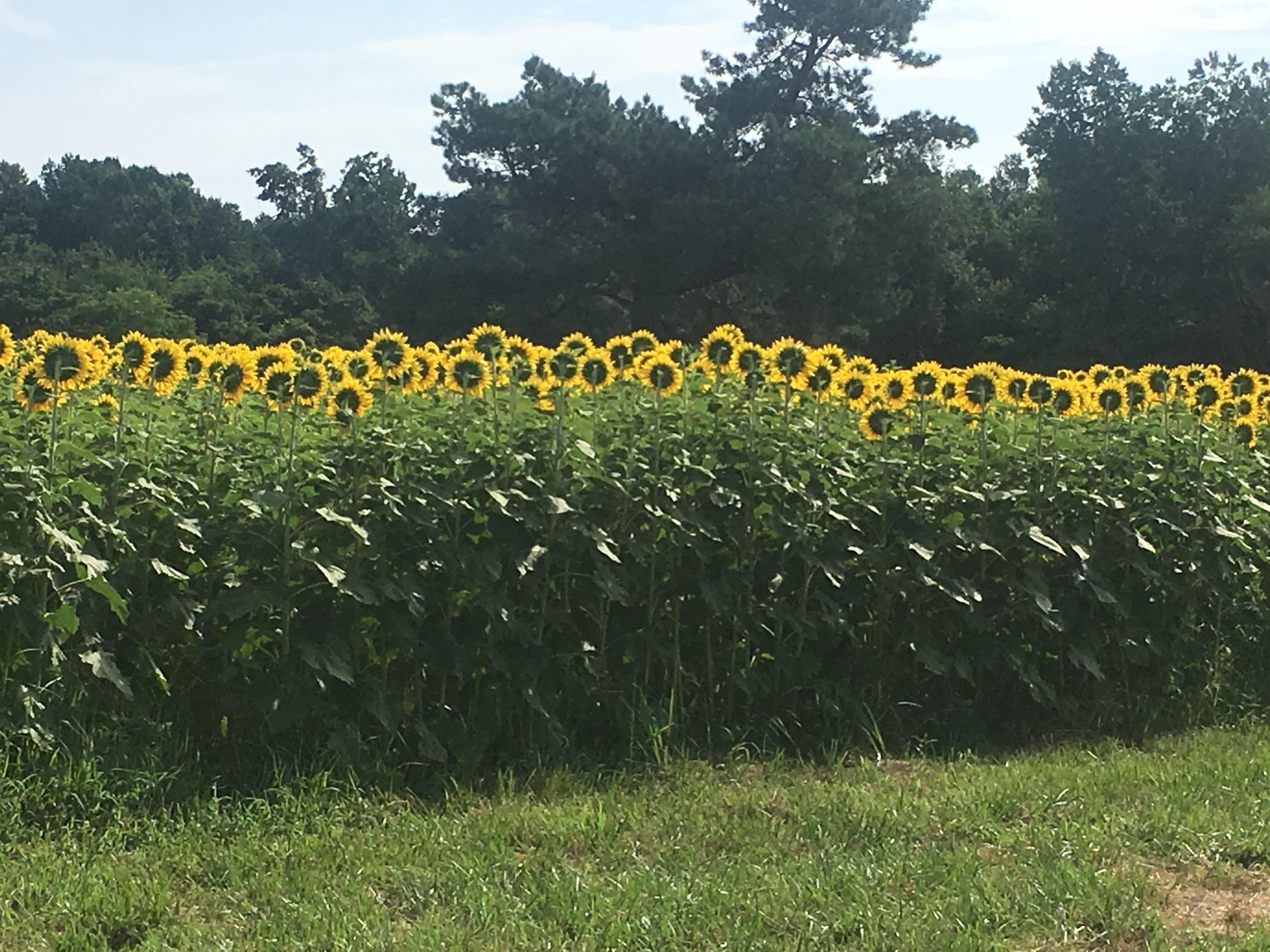 Sunflower field near my parents home! | Scrolller
