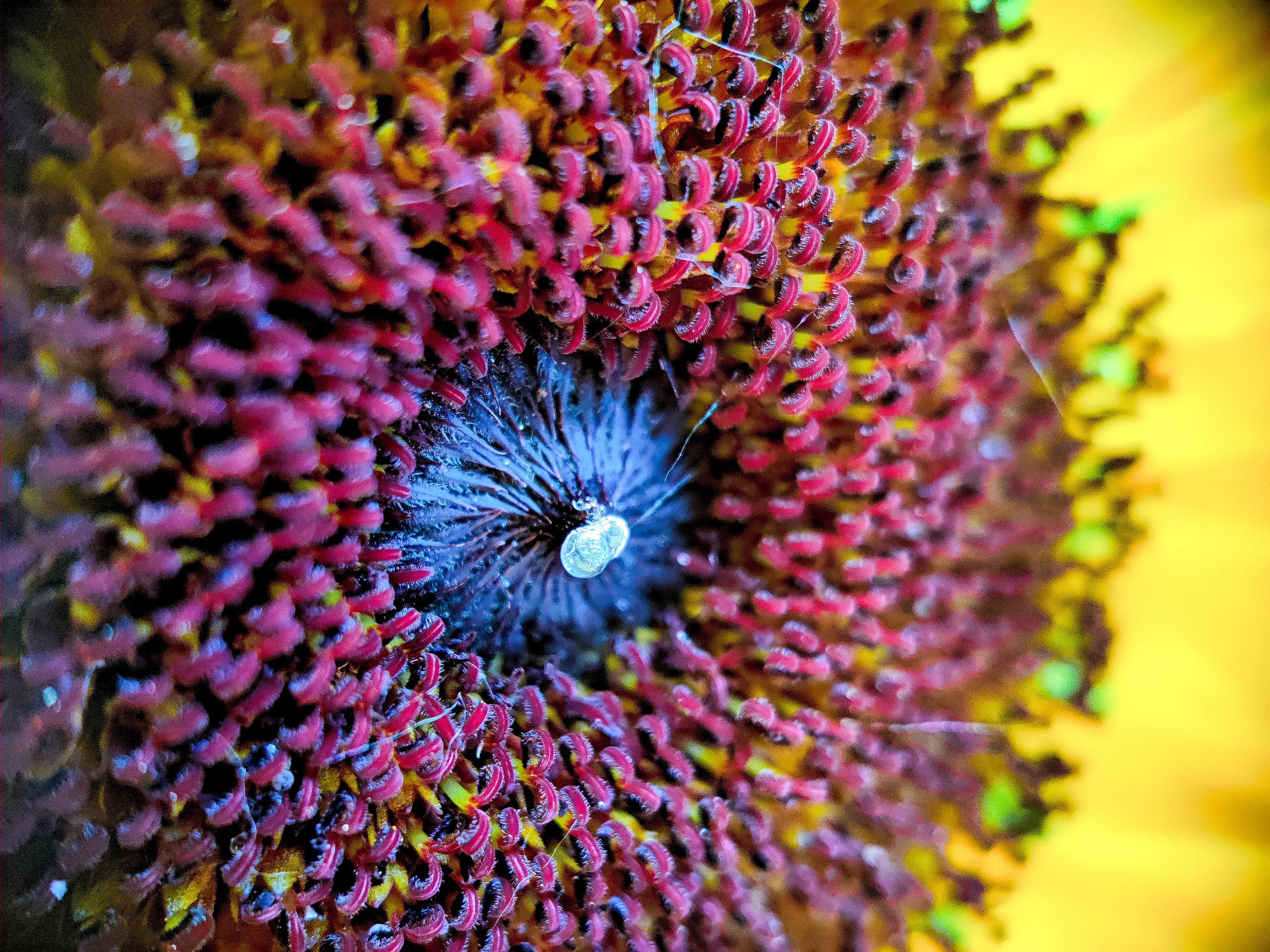 Sunflower power | Scrolller