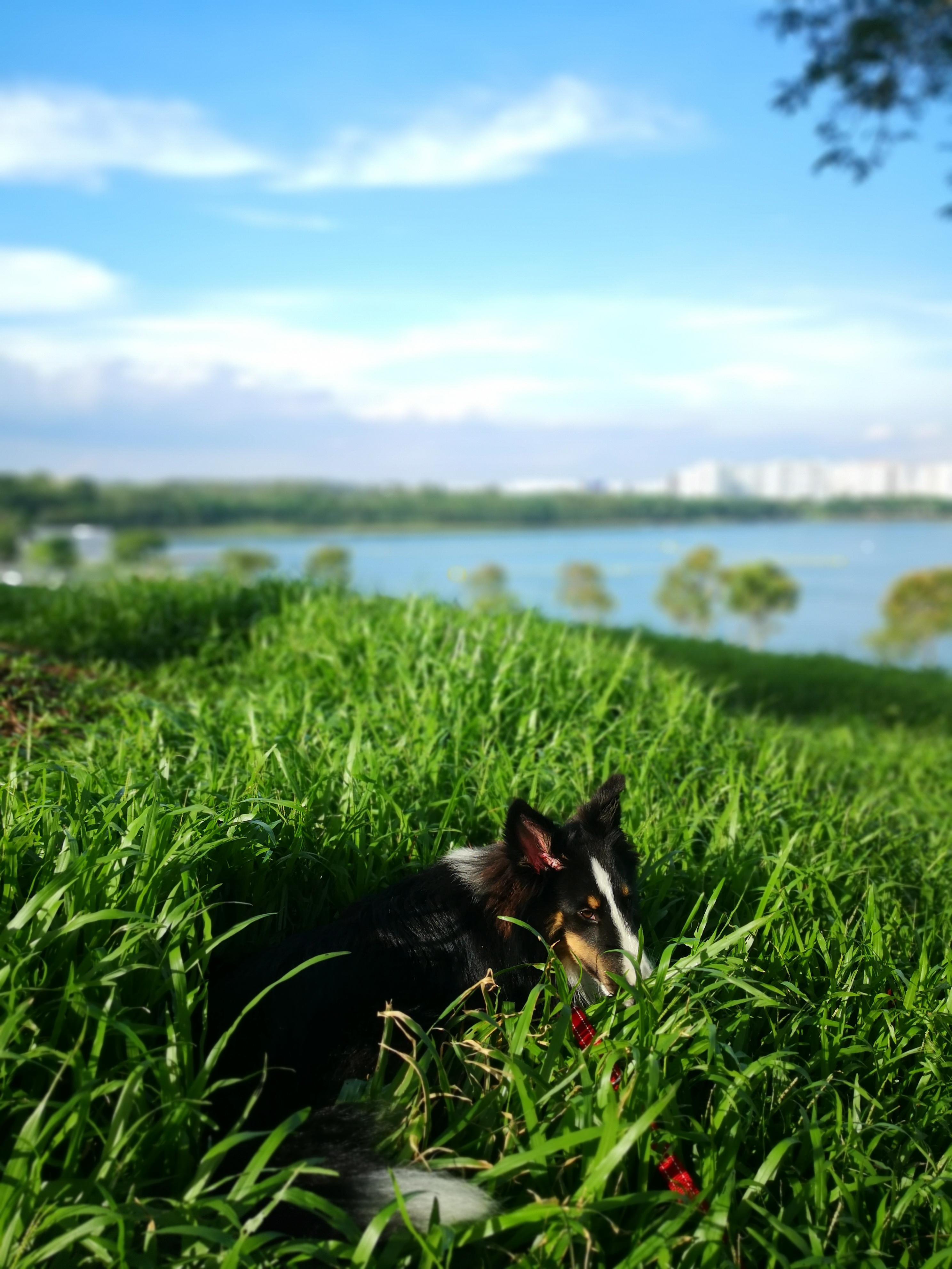Sunny Boy just loves playing in the grass. 😊😁 | Scrolller