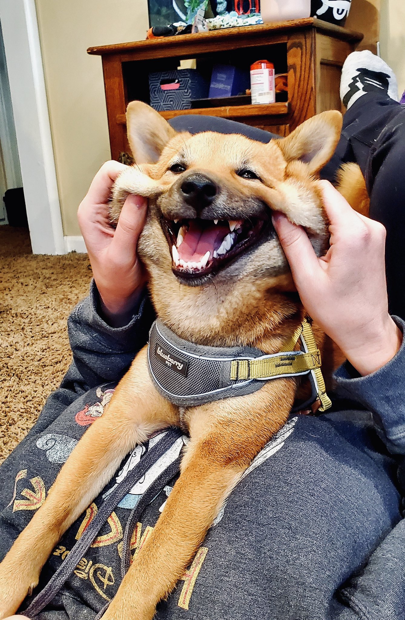 Sunny the shiba | Scrolller