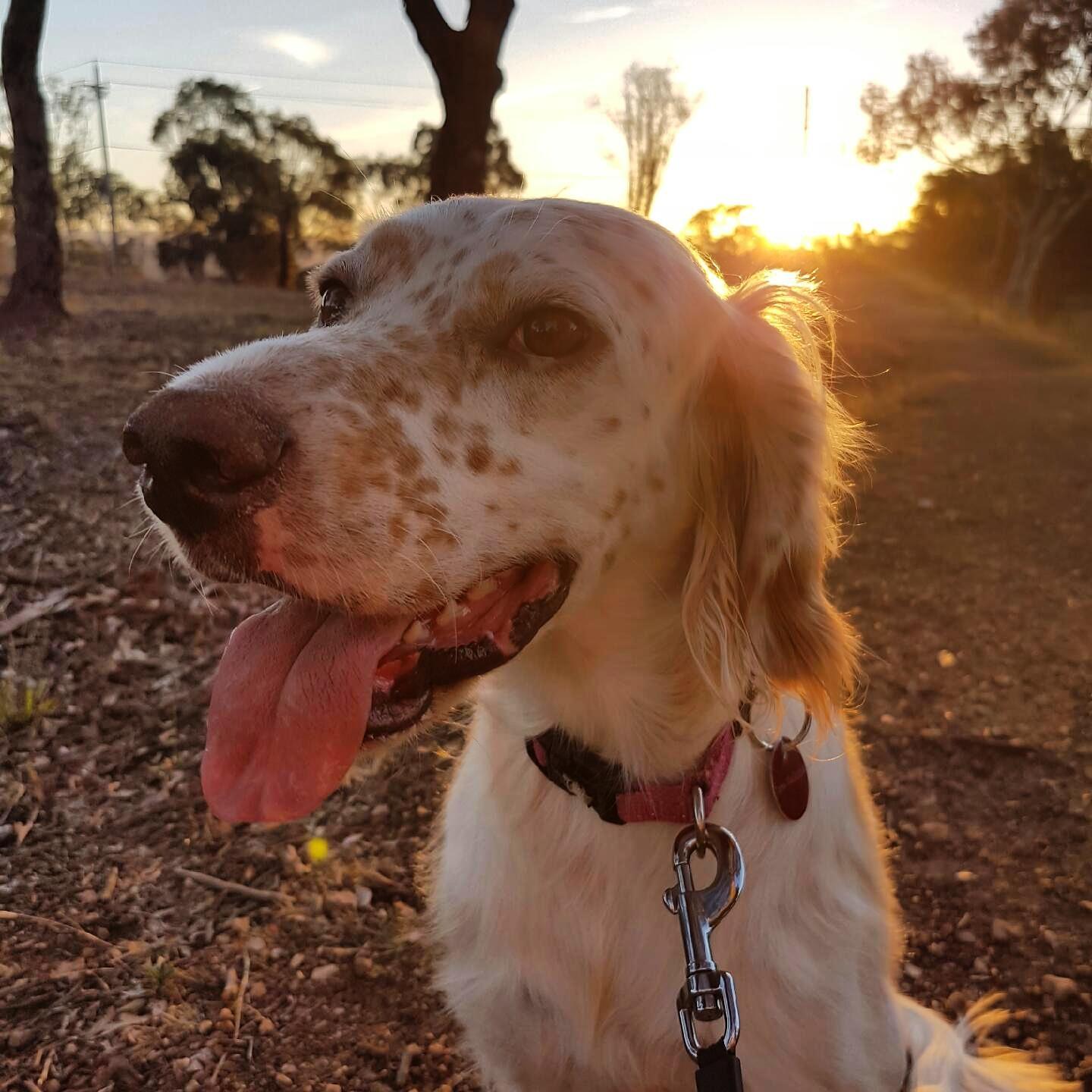 Sunset Walks Scrolller