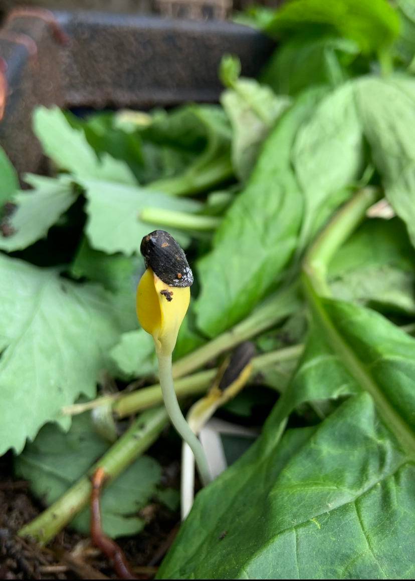 Surprised to see dried, black sunflower seed germinate in my compost! | Scrolller