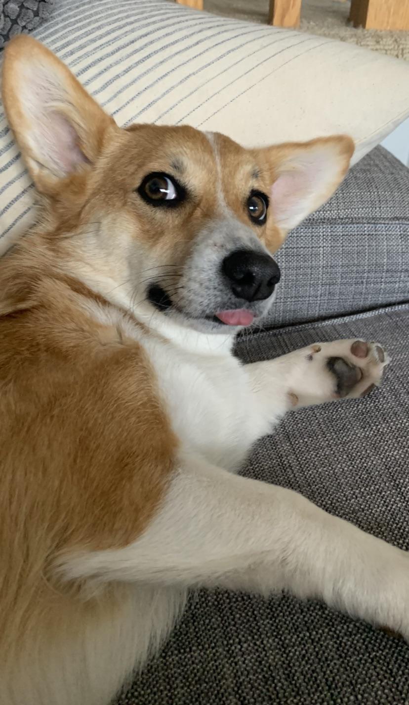 Discover more like Corgi: Sus and Related Content | Scrolller