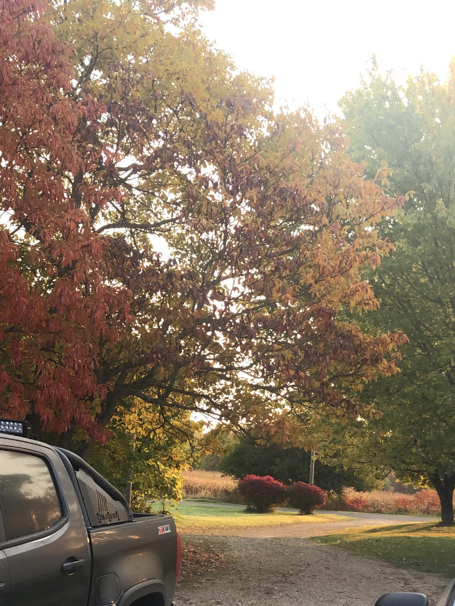 SW Michigan yard’s starting to turn some heads. | Scrolller