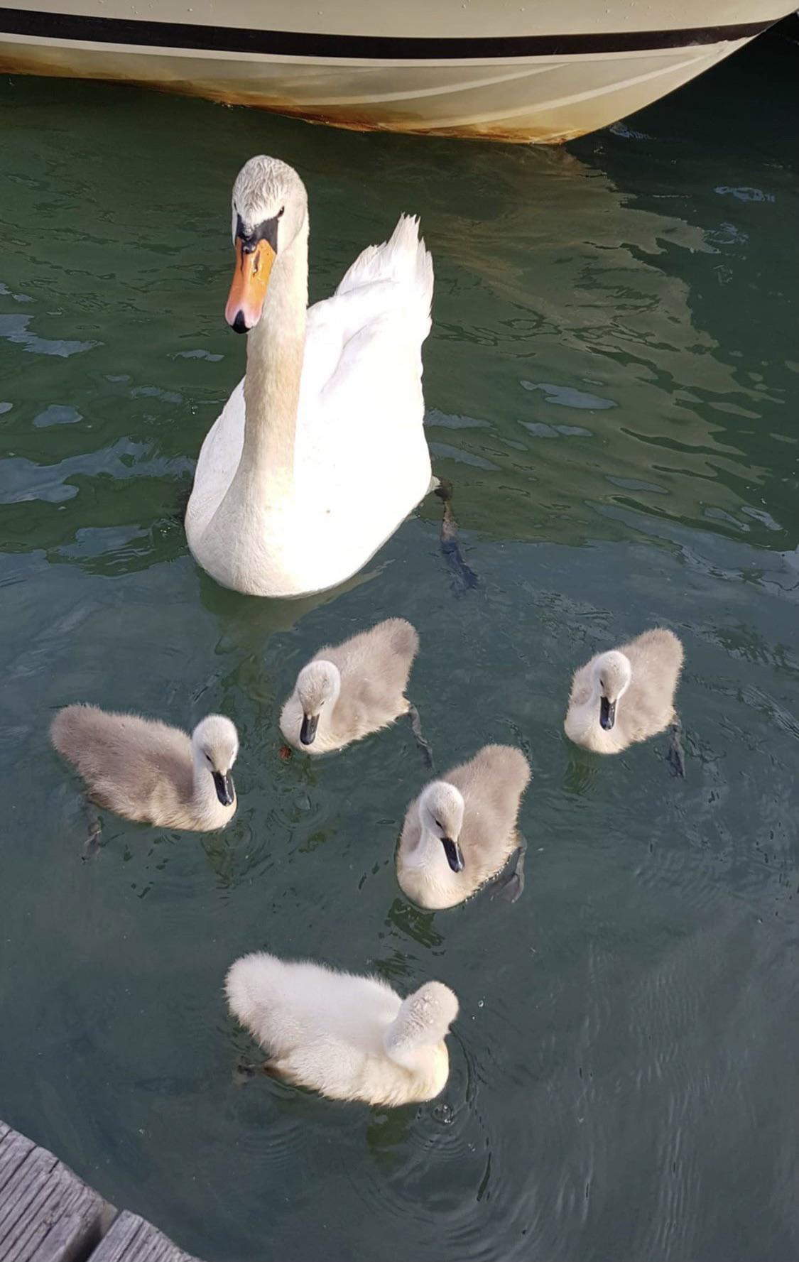swan mum with her kids | Scrolller