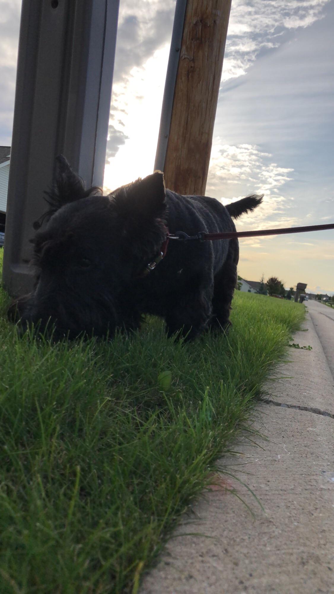 Sweet Bean (Barney) out on a Sunday stroll. Sniffing everything in sight. | Scrolller