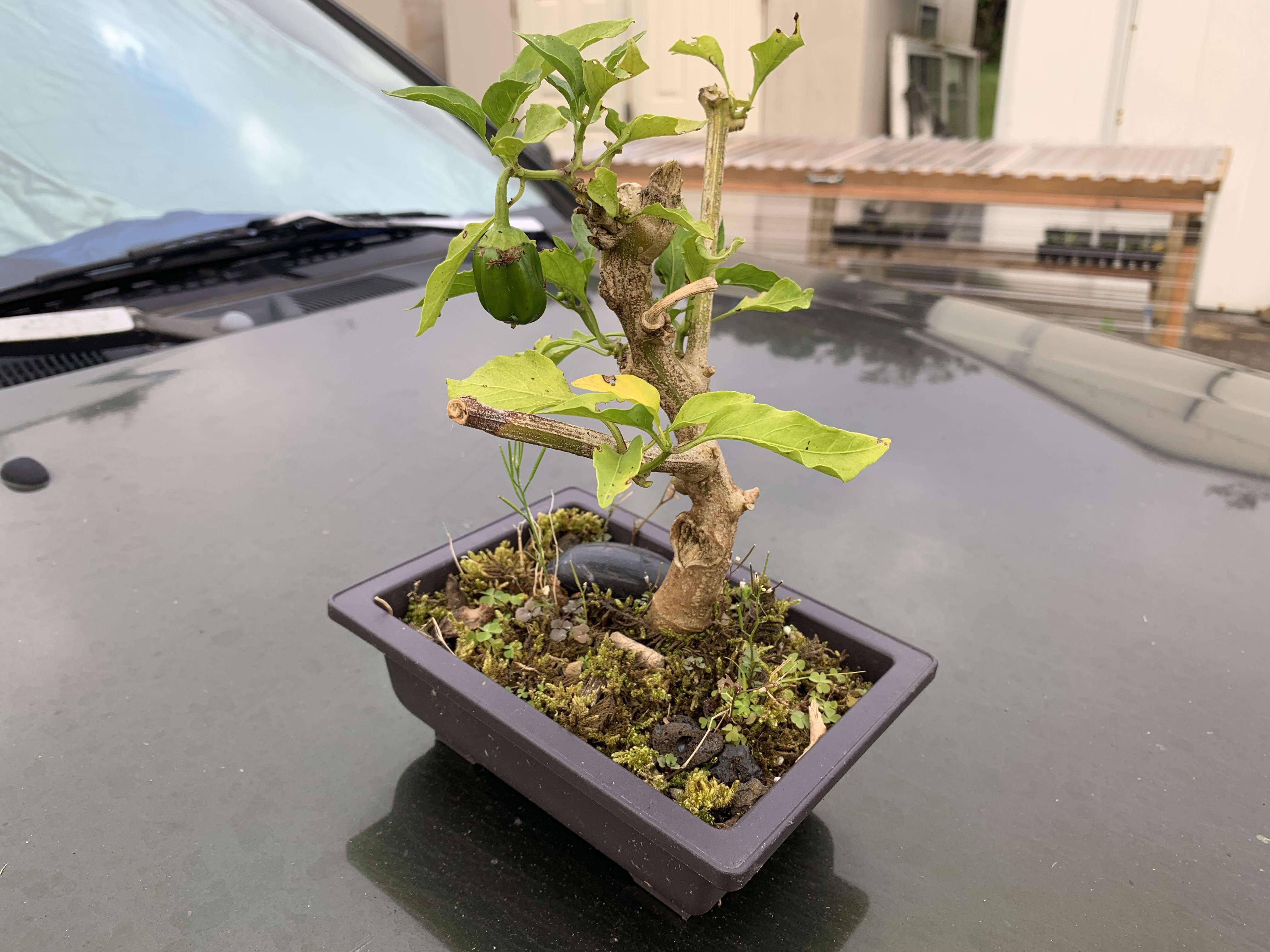 Sweet garden pepper | Scrolller