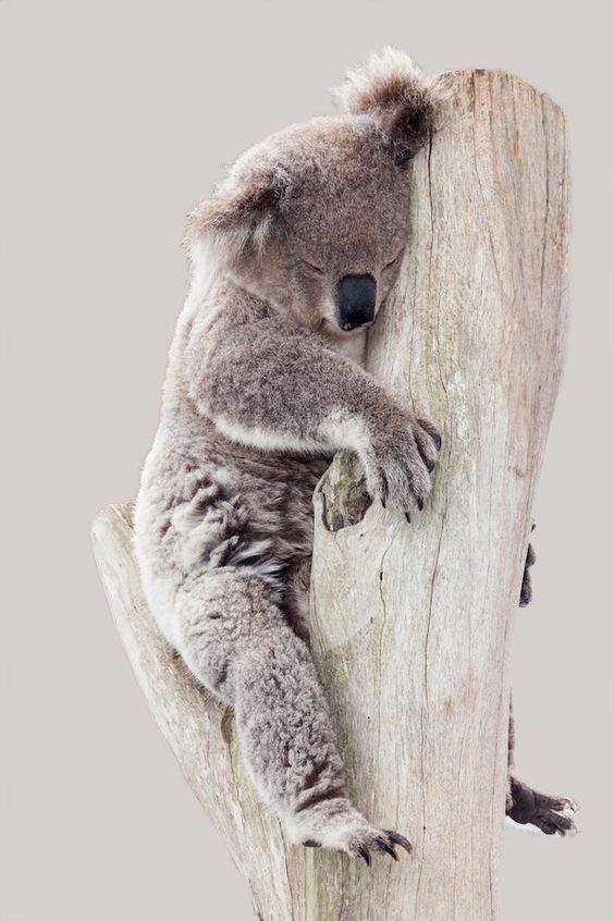 Sweet koala | Scrolller