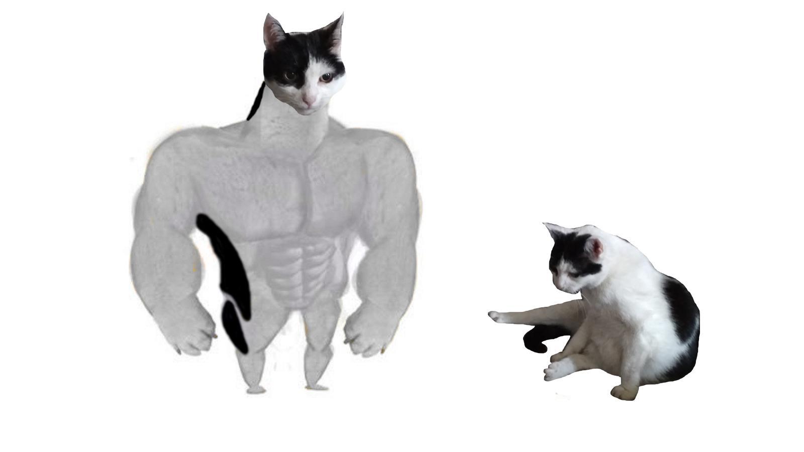Swole Cat vs Cheems 1600x900 Original by TheDevil1912 | Scrolller
