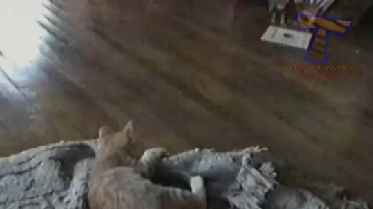 Synchronized startle | Scrolller