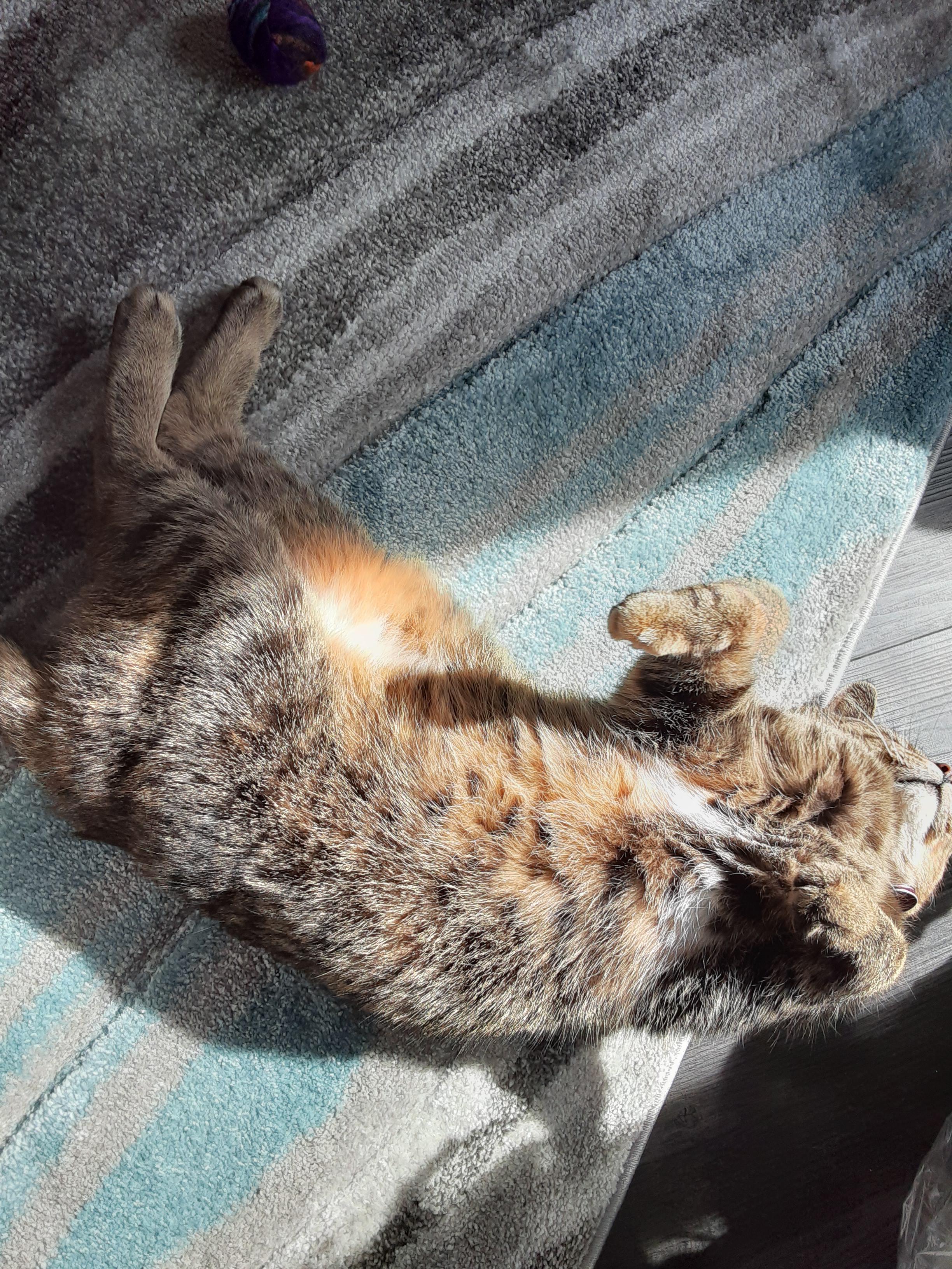 Tabby tummy | Scrolller