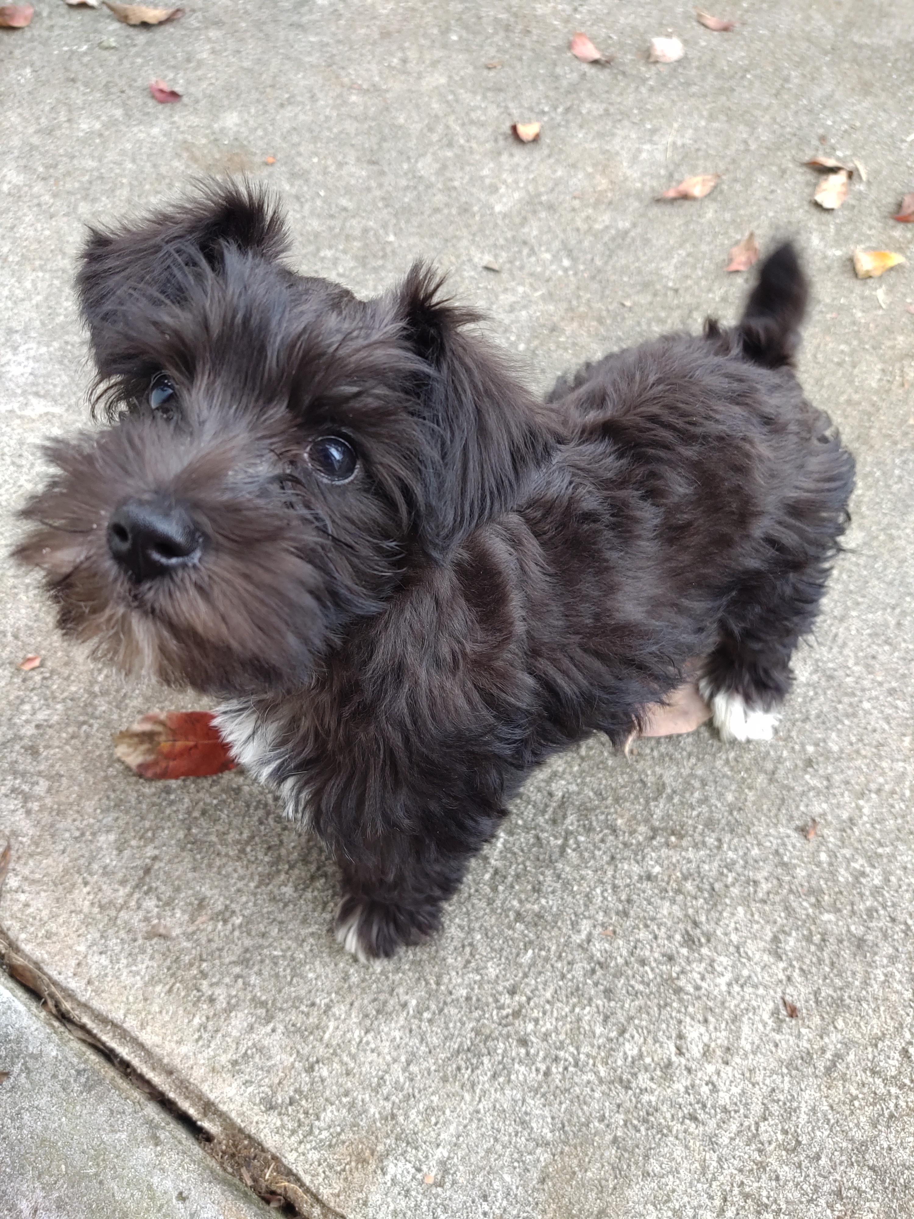 Tail is blurry, cuz the wags don't stop! | Scrolller