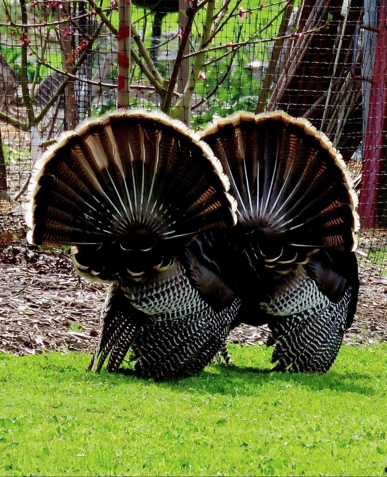 Tails of two turkeys. | Scrolller