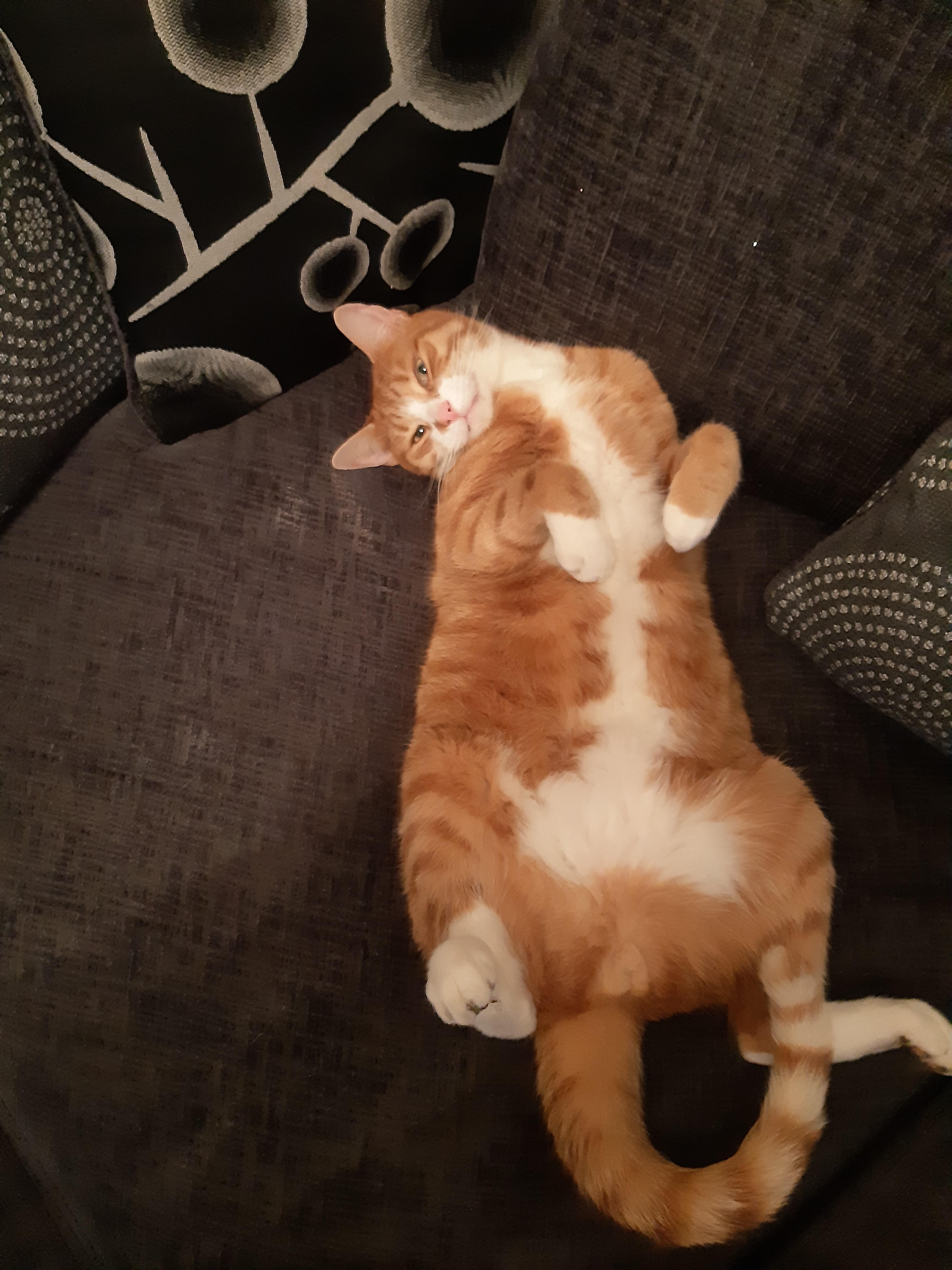 Tails wants to say goodnight everyone but 1st he needs belly rubs! 🥰 | Scrolller