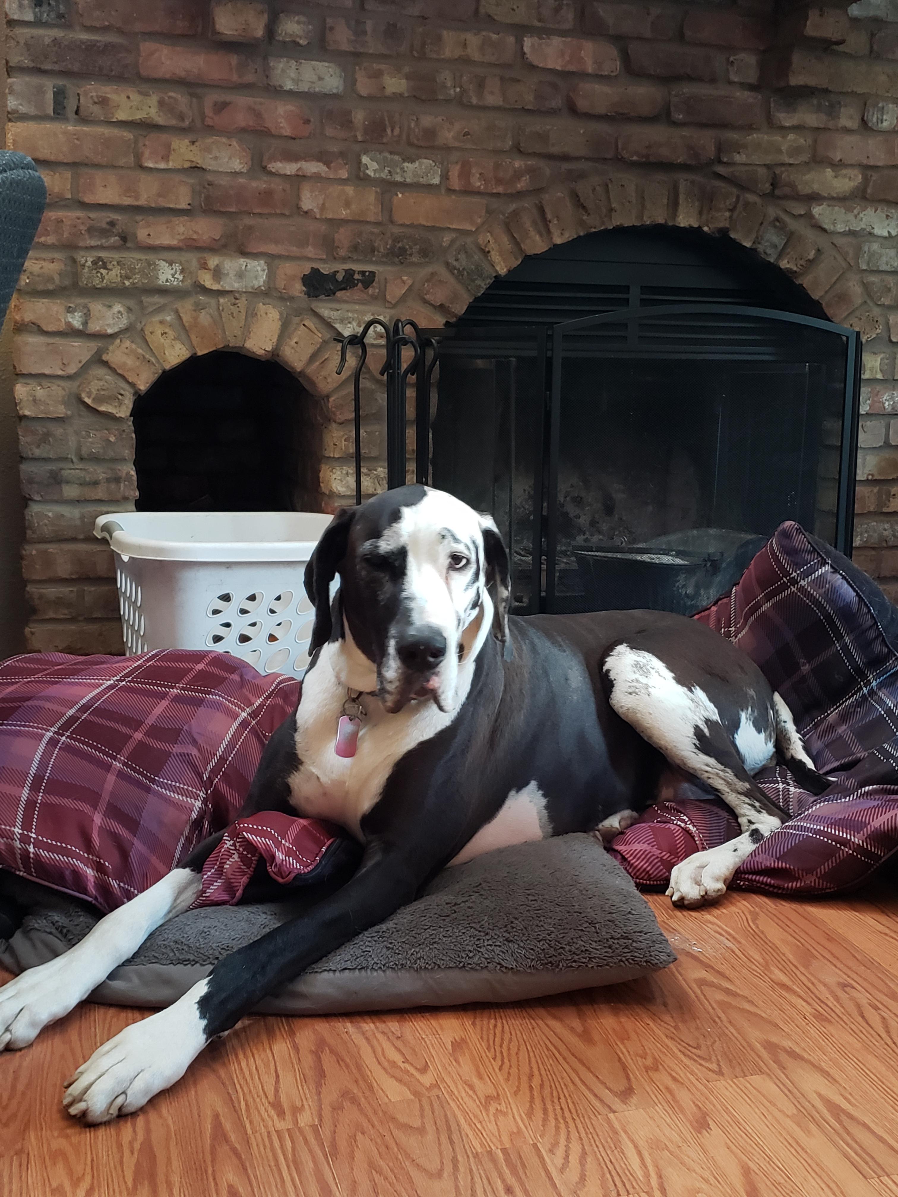Taking up all the dog beds is what she does best ! | Scrolller