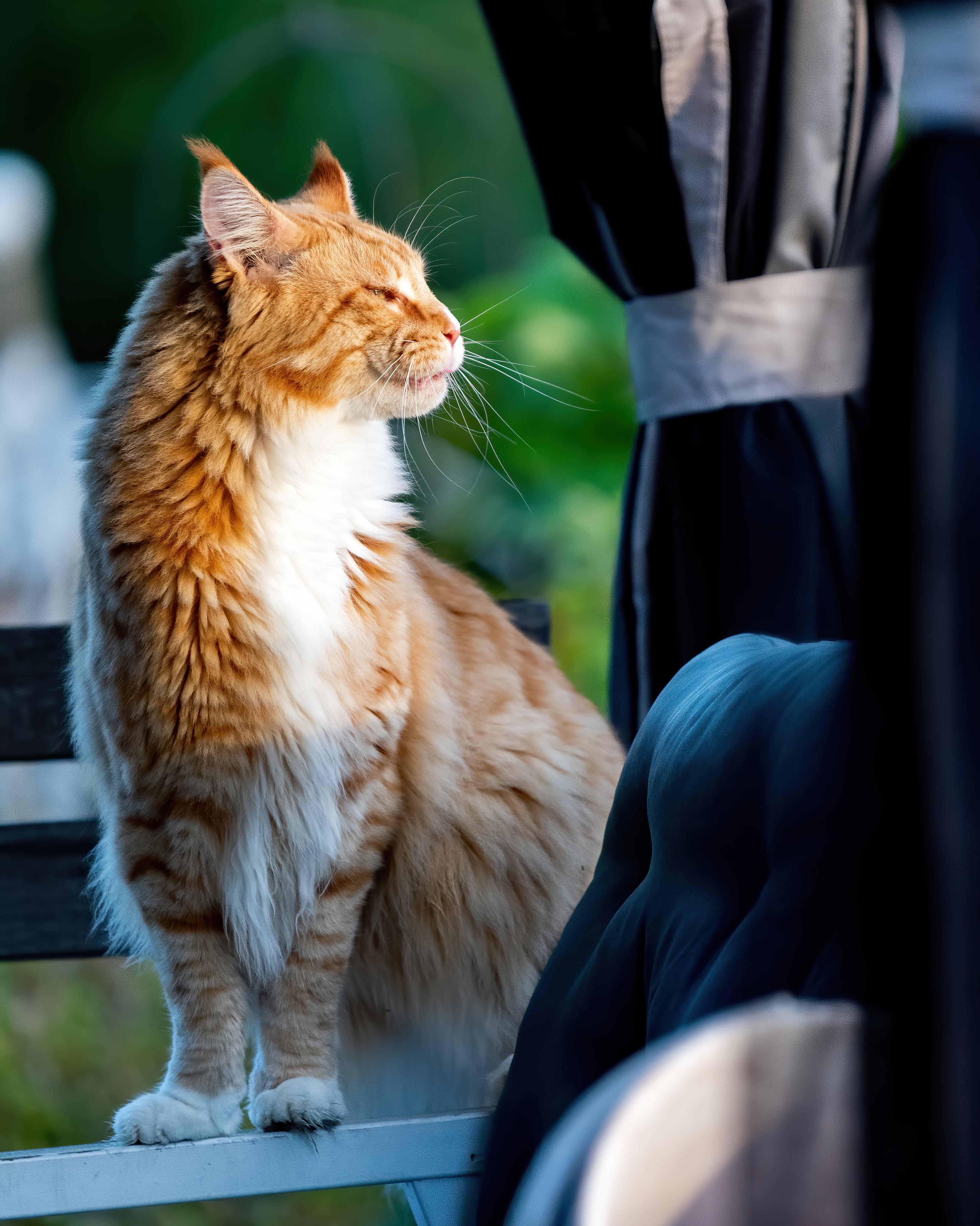 Tarzan catching the last rays of the sun 🙂 ️ | Scrolller