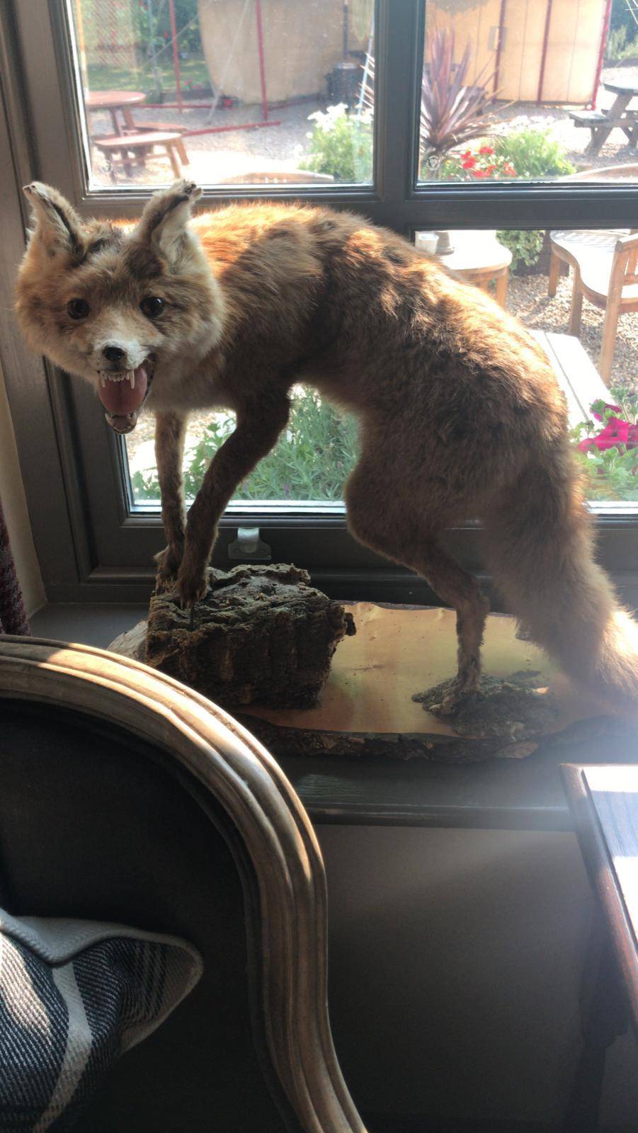 Taxidermy gone wrong | Scrolller