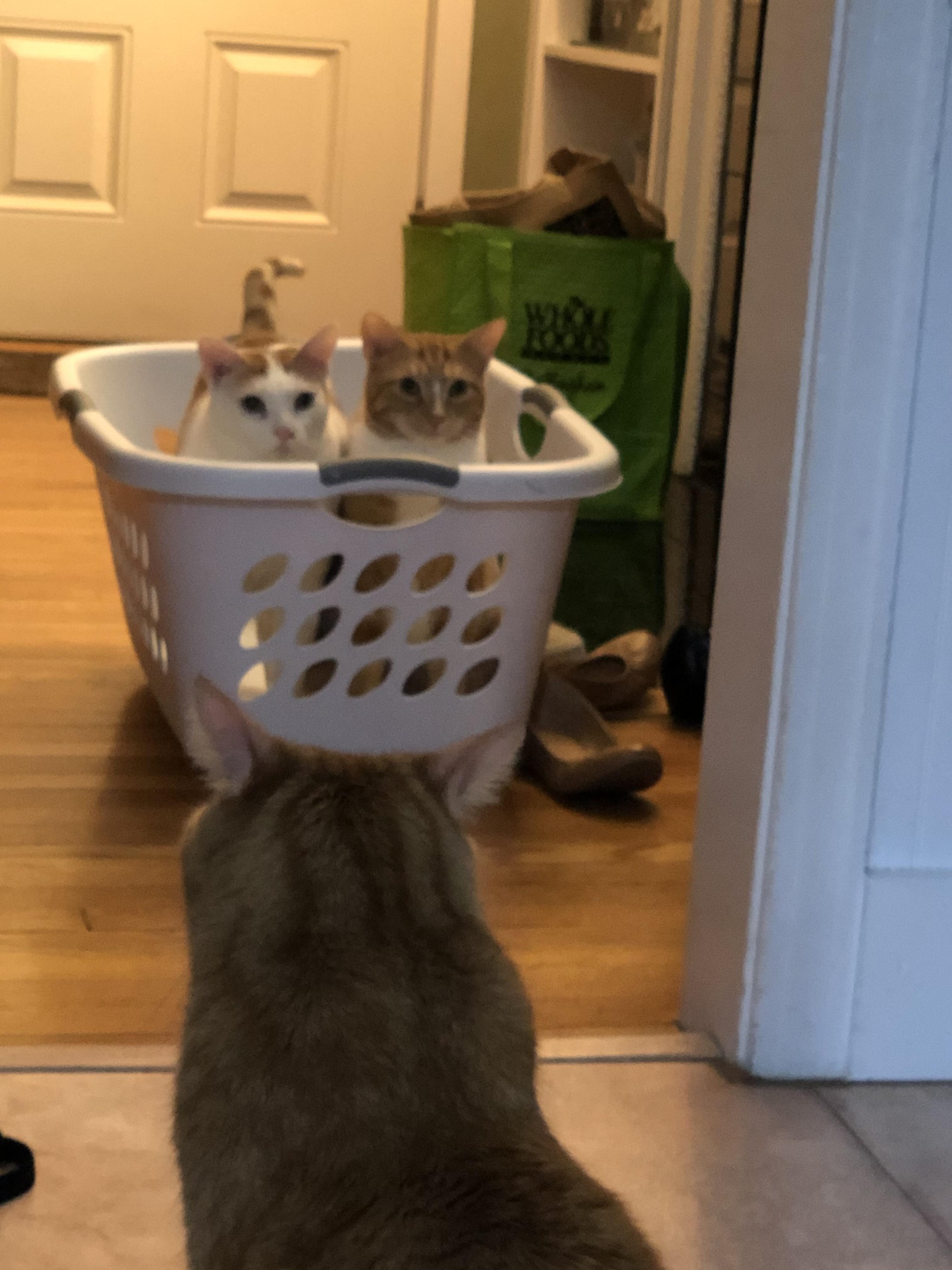 Taz and Mav get judged by Dink. (They love-and demand- laundry basket rides) | Scrolller