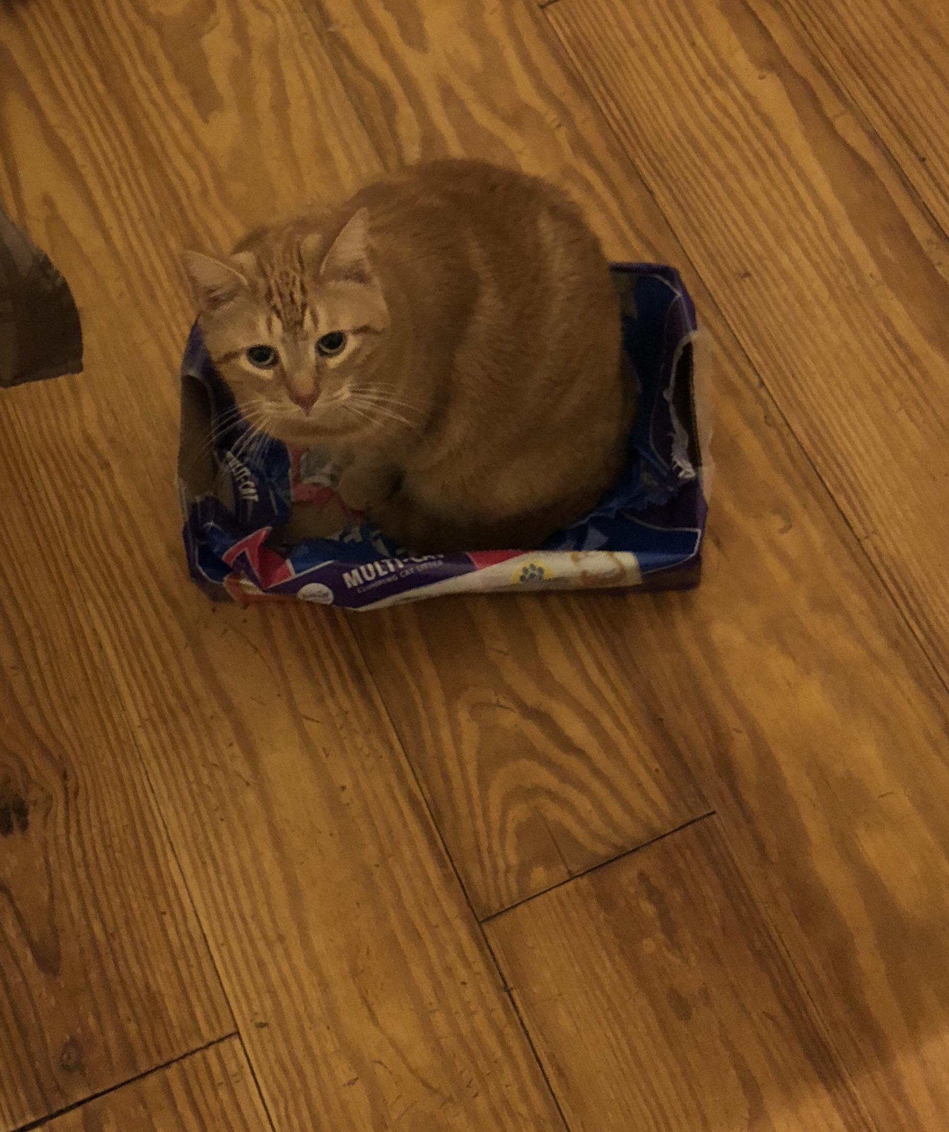 Technically Litter Box | Scrolller