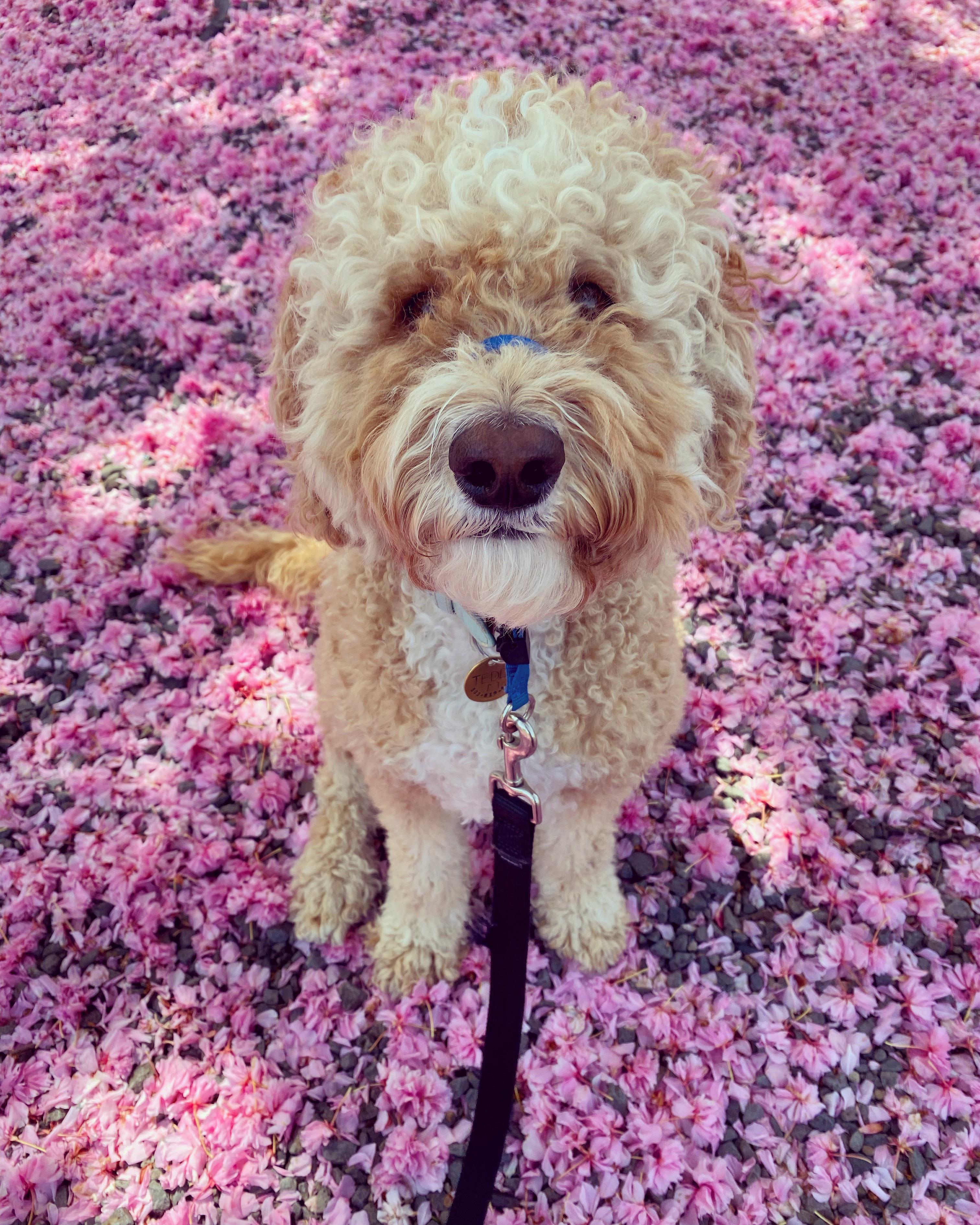 Teddy 🌸 | Scrolller