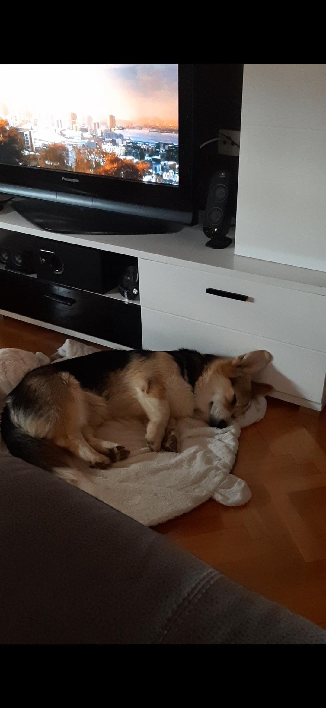 Teddy...🥱 | Scrolller