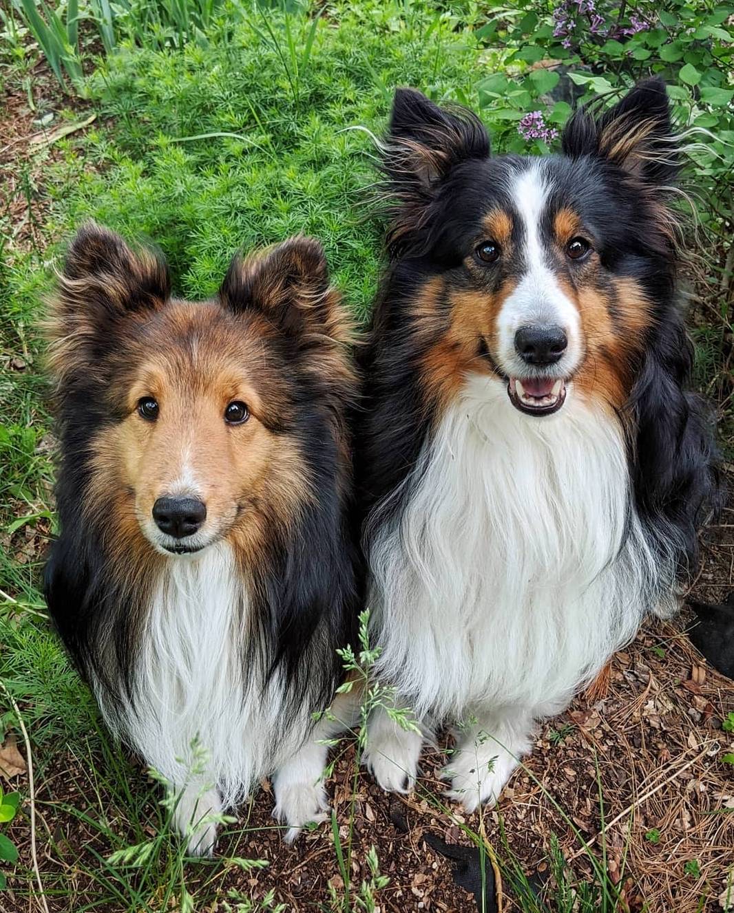 Teddy and Samson :) | Scrolller