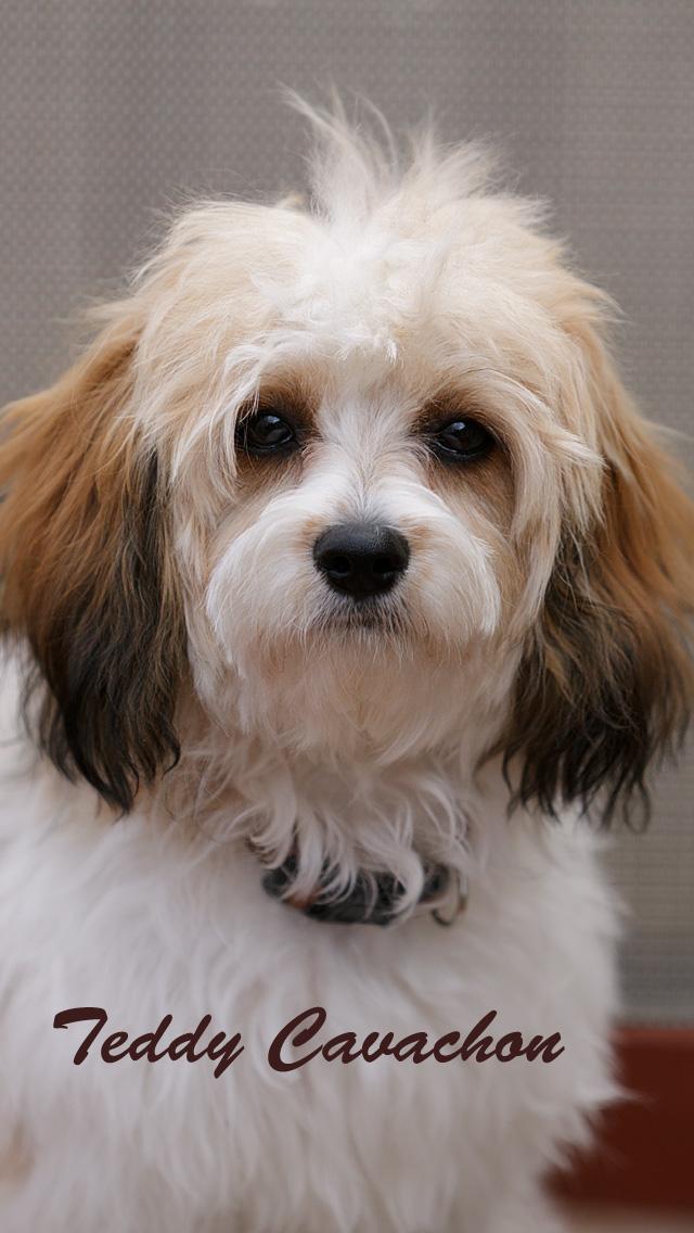 Teddy Cavachon | Scrolller