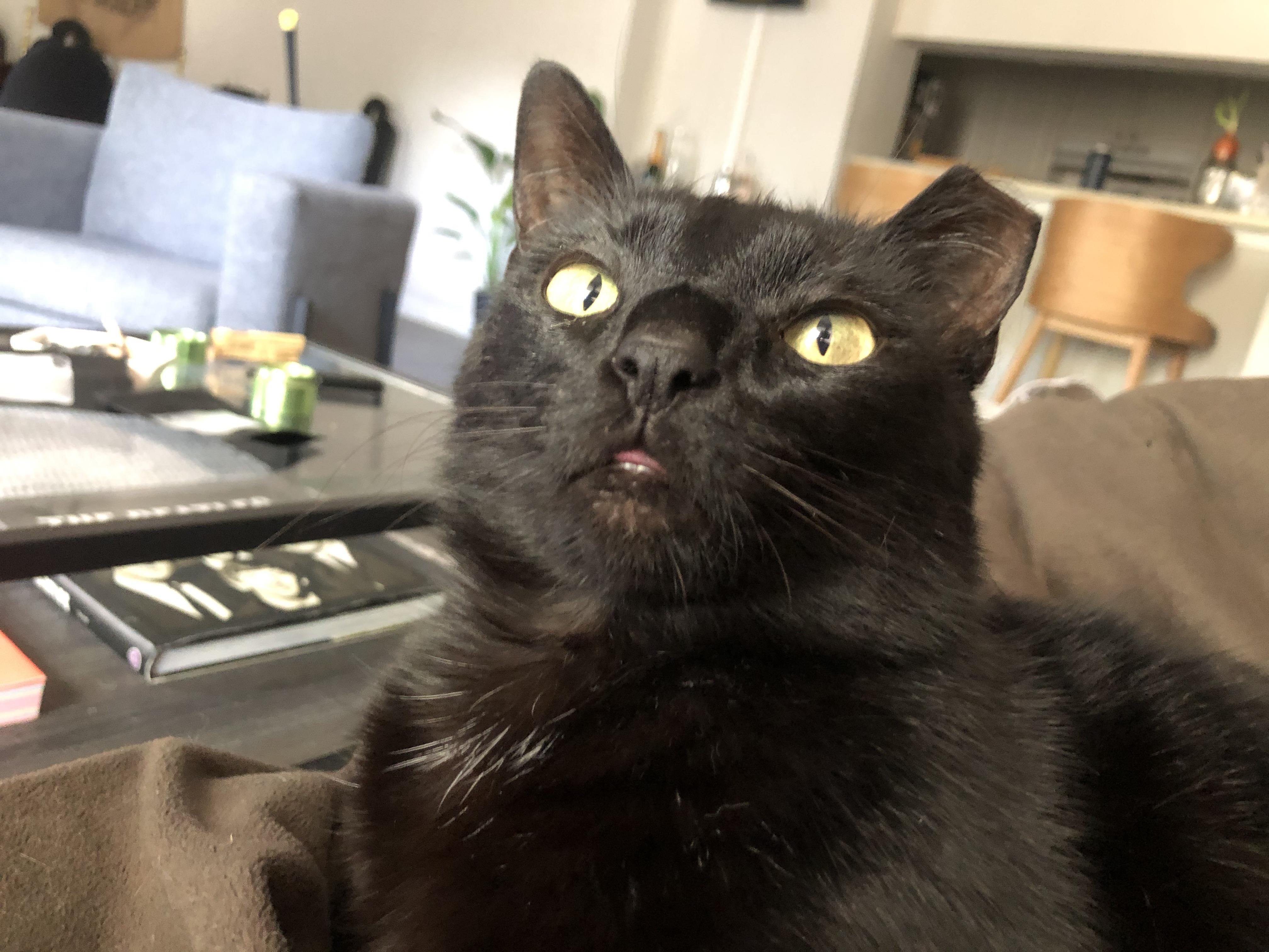 Teeny tiny blep | Scrolller