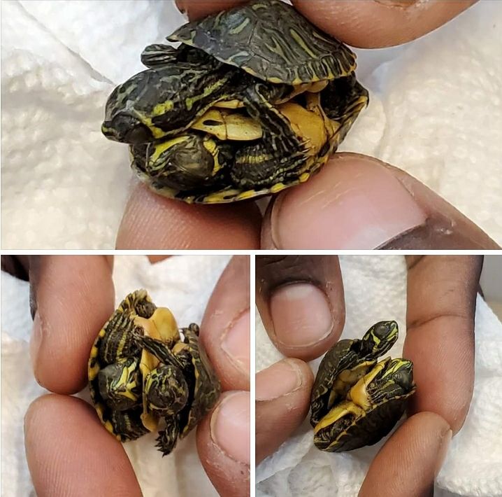 Teeny tiny turtle (conjoined) twins | Scrolller