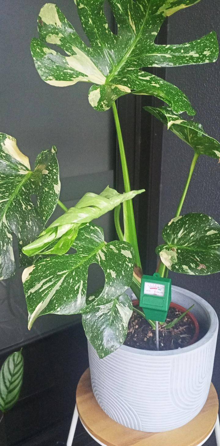 Thai Constellation new leaf on its way :) | Scrolller