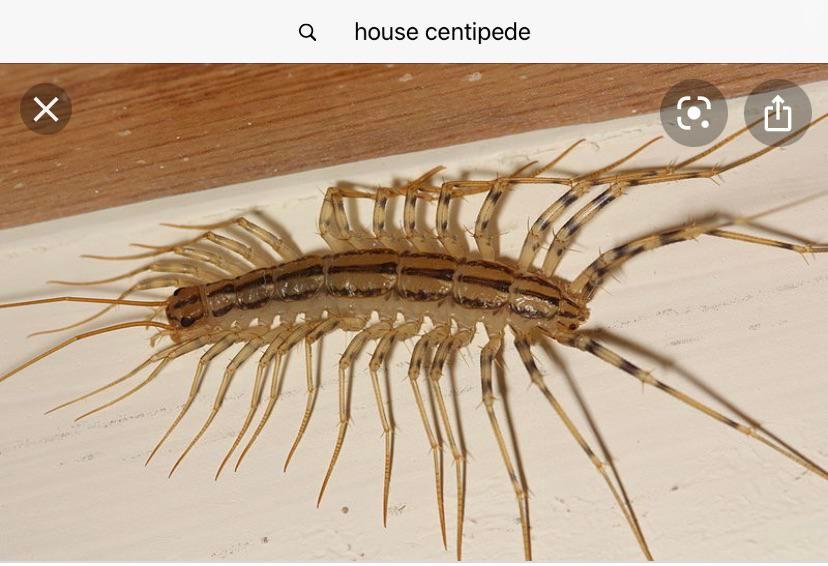 Thanks, I hate centipedes even more now | Scrolller