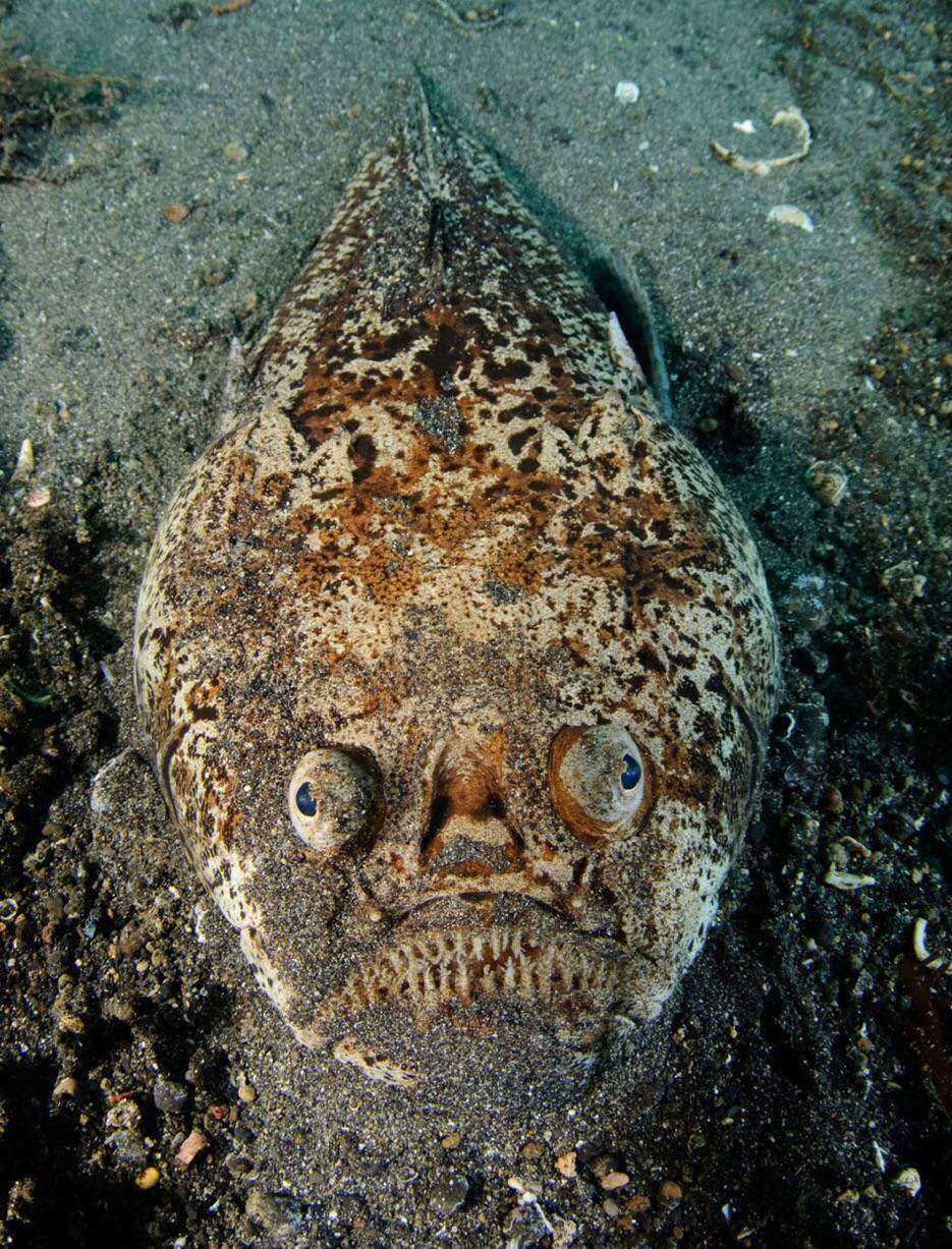 Thanks I hate the whitemargin stargazer | Scrolller