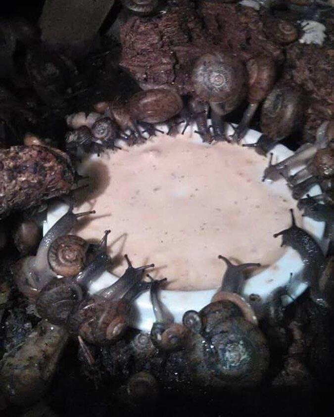 cursed_soup | Scrolller