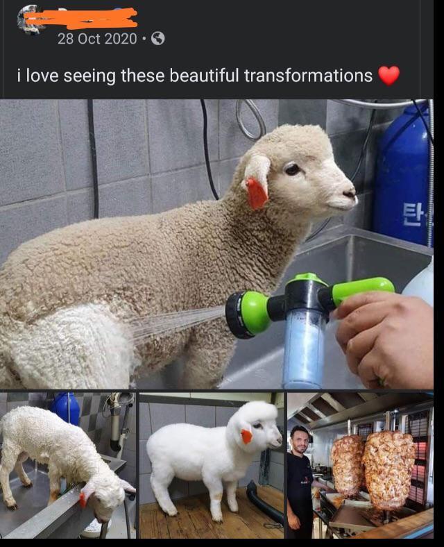 Thanks, I hate Transforming Sheep | Scrolller