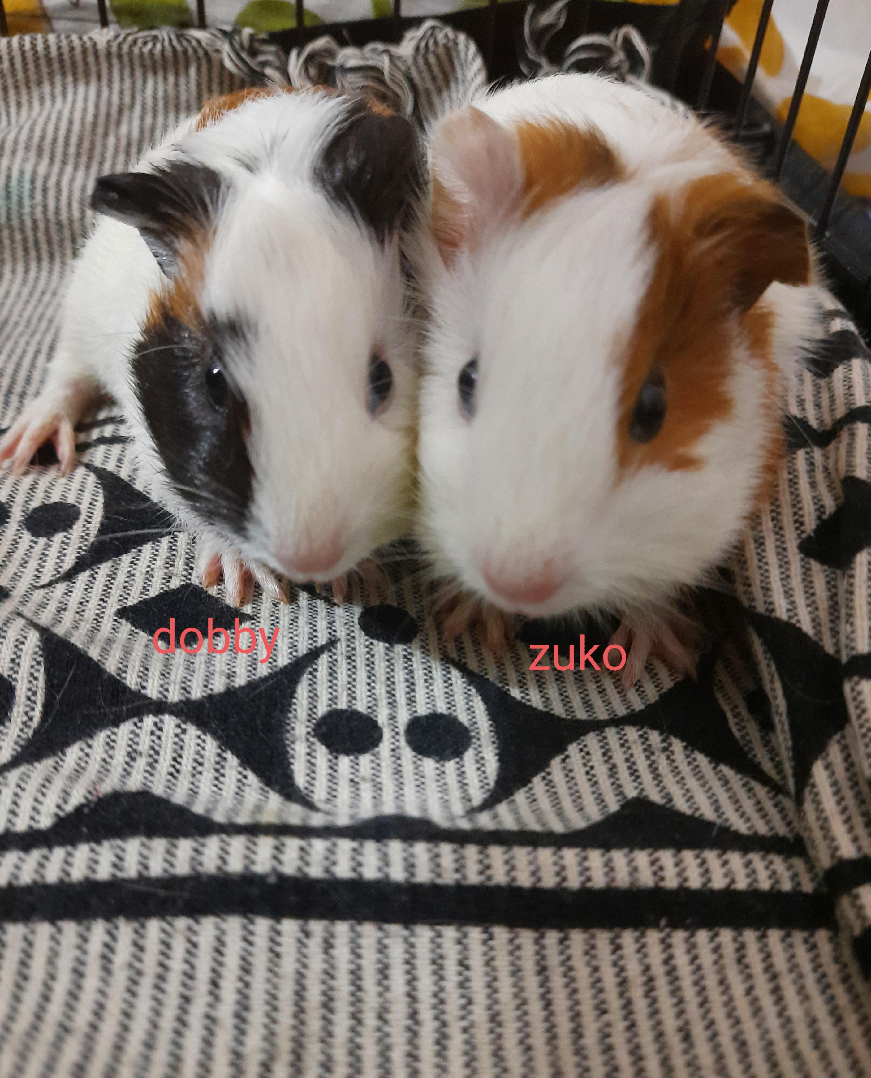 Thankyou so much for your help!!!! I got a lot of my doubts answered! People meet Dobby and Zuko ...