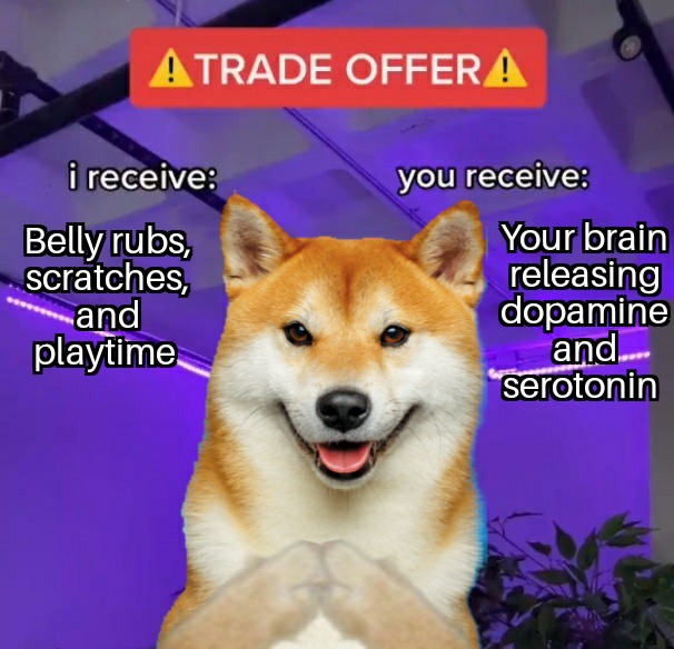 That's a good doge | Scrolller