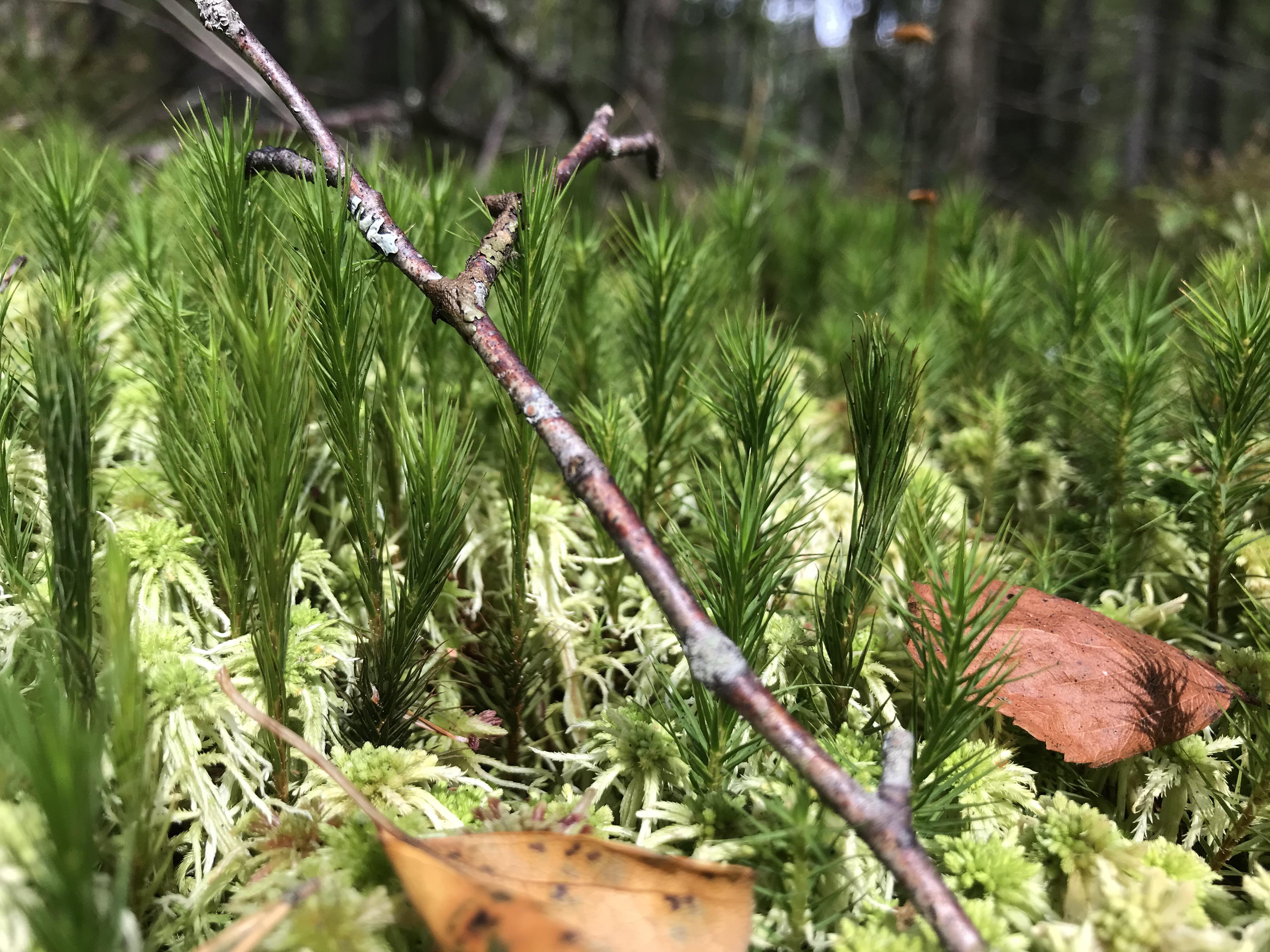 The aesthetics of moss | Scrolller