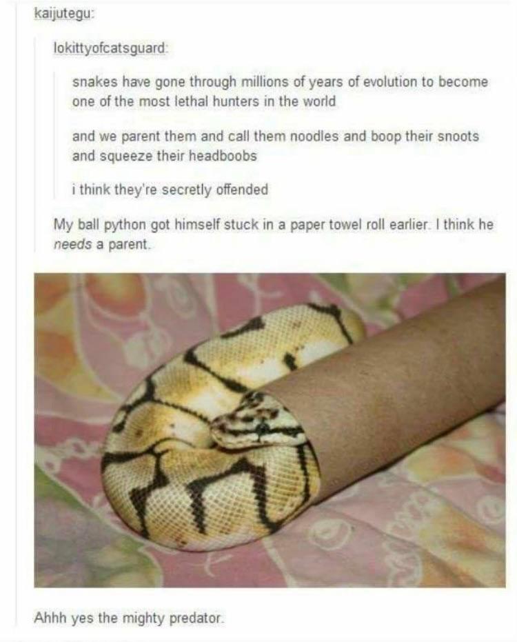 The almighty predator, danger noodle! | Scrolller