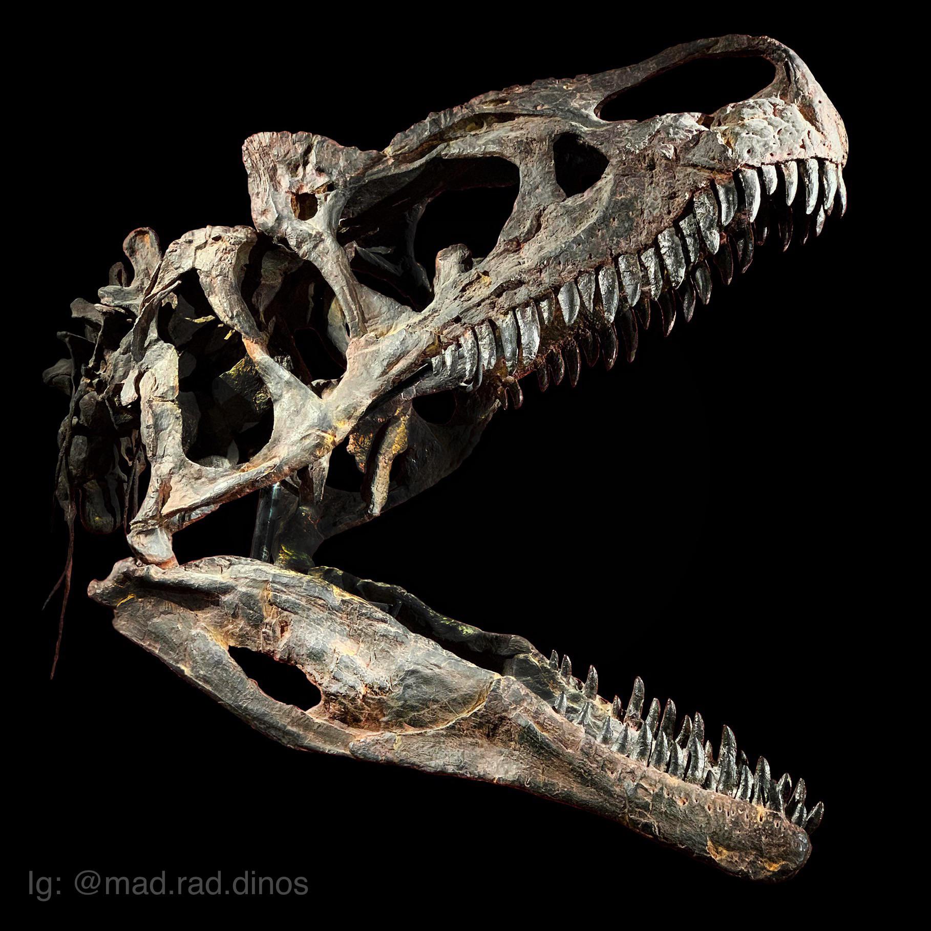 The amazing Allosaurus! 🦖 | Scrolller