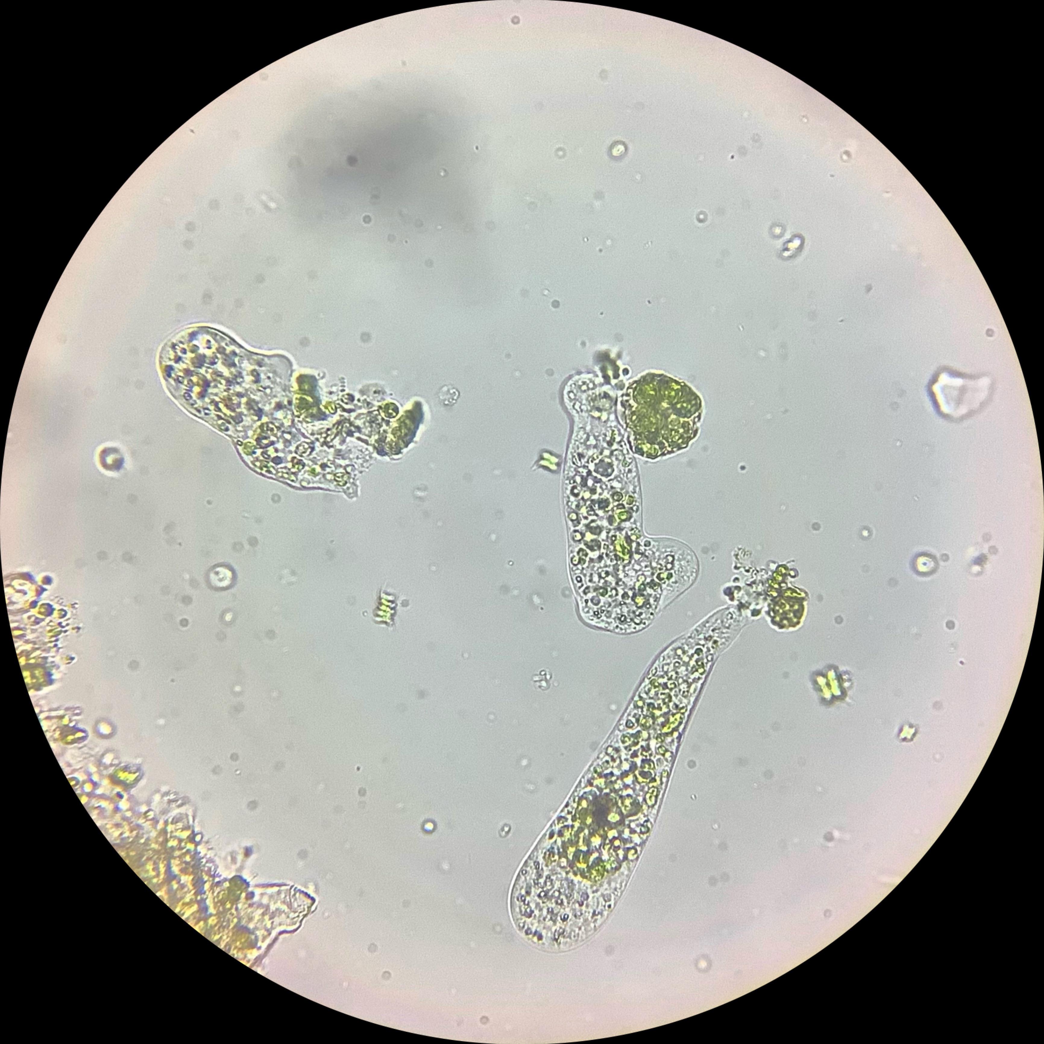 The Amoeba Boys from The Powerpuff Girls in real life (400X). | Scrolller